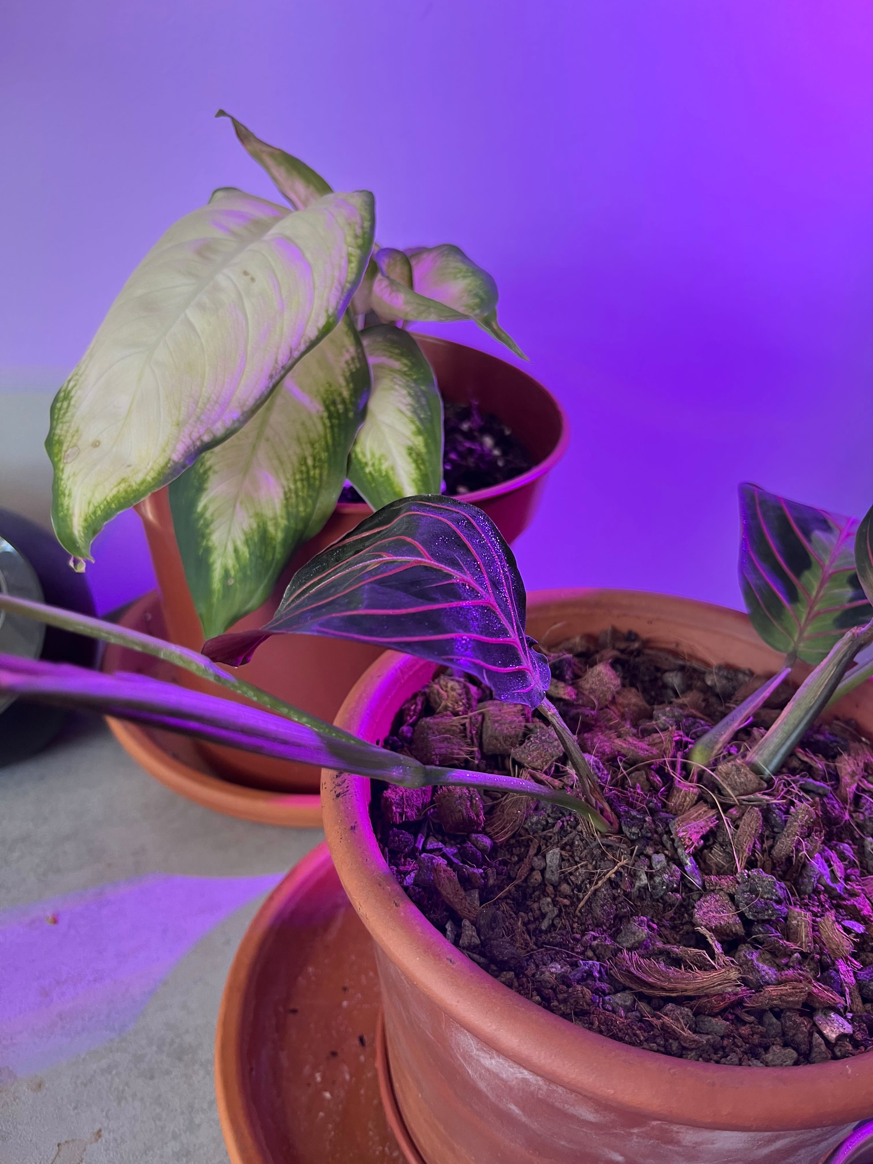 🙏 How to Fix Root Rot in Your Praying Hands Hosta