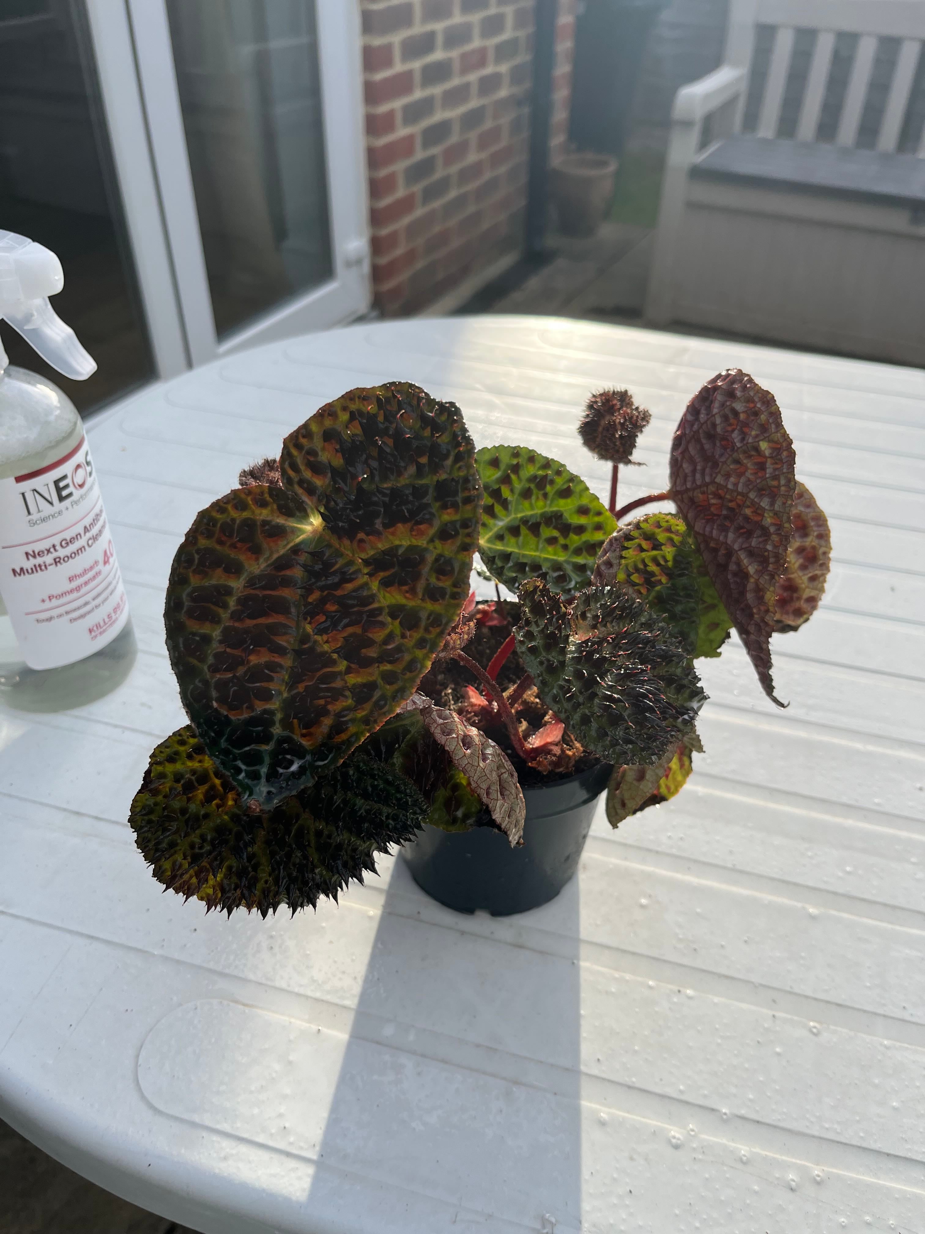 🦋 Ultimate Guide to Butterfly Begonia