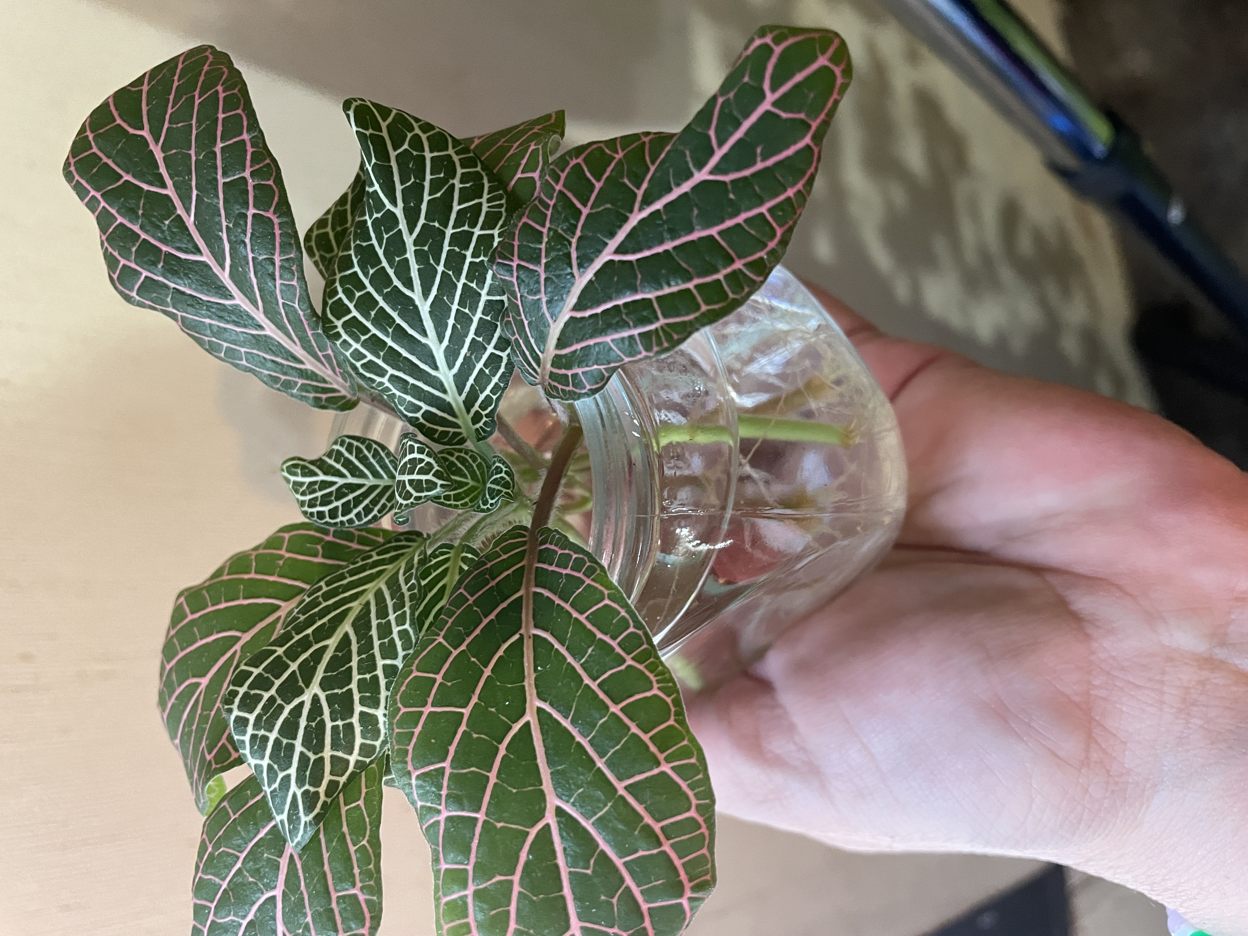 Pink Angel Nerve Plant Care 101: Water, Light & Growing Tips