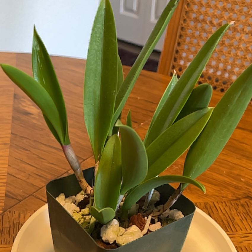 How to Care for Procatavola 'Key Lime Stars': Mastering Water, Sunlight ...