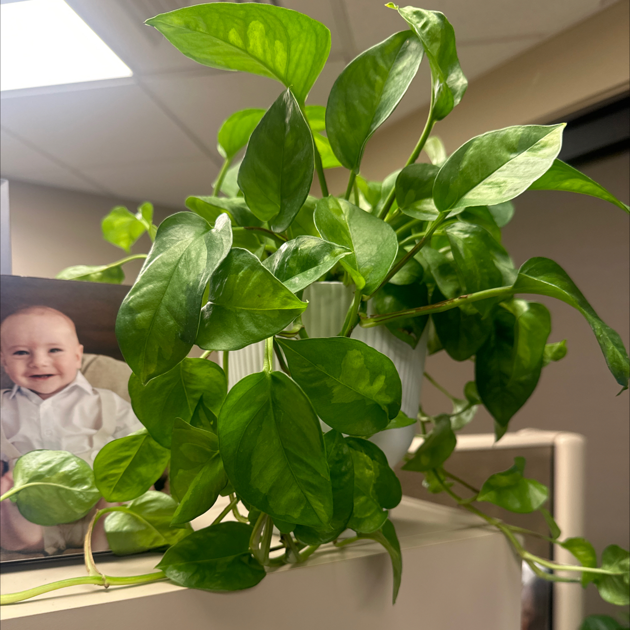 Vixen | A plant by @NiftyTallsedge on Greg