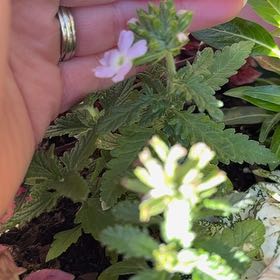Goodding's Verbena: How Much Water & Light Does it Need to Thrive?