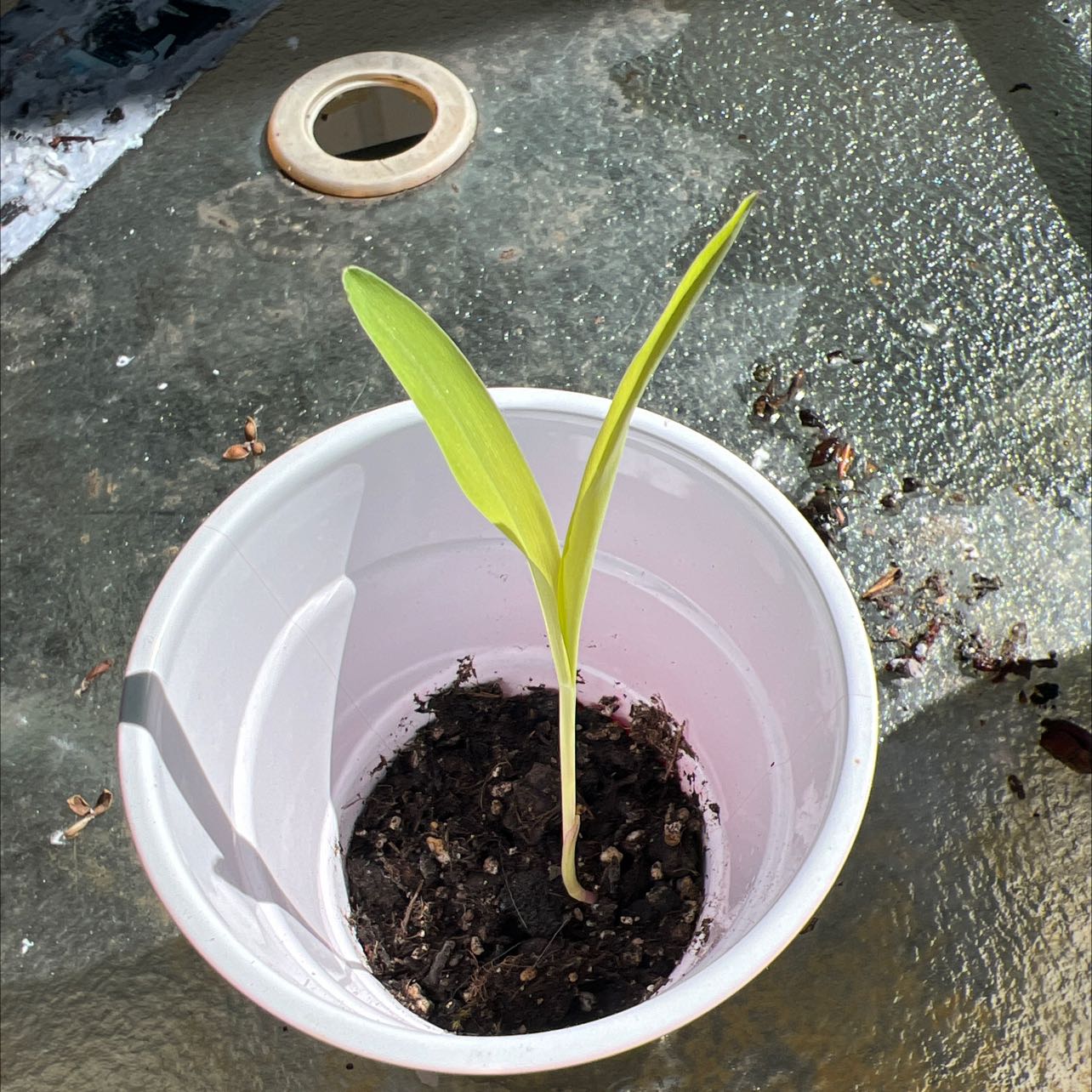 When and Where Should I Trim My Corn?