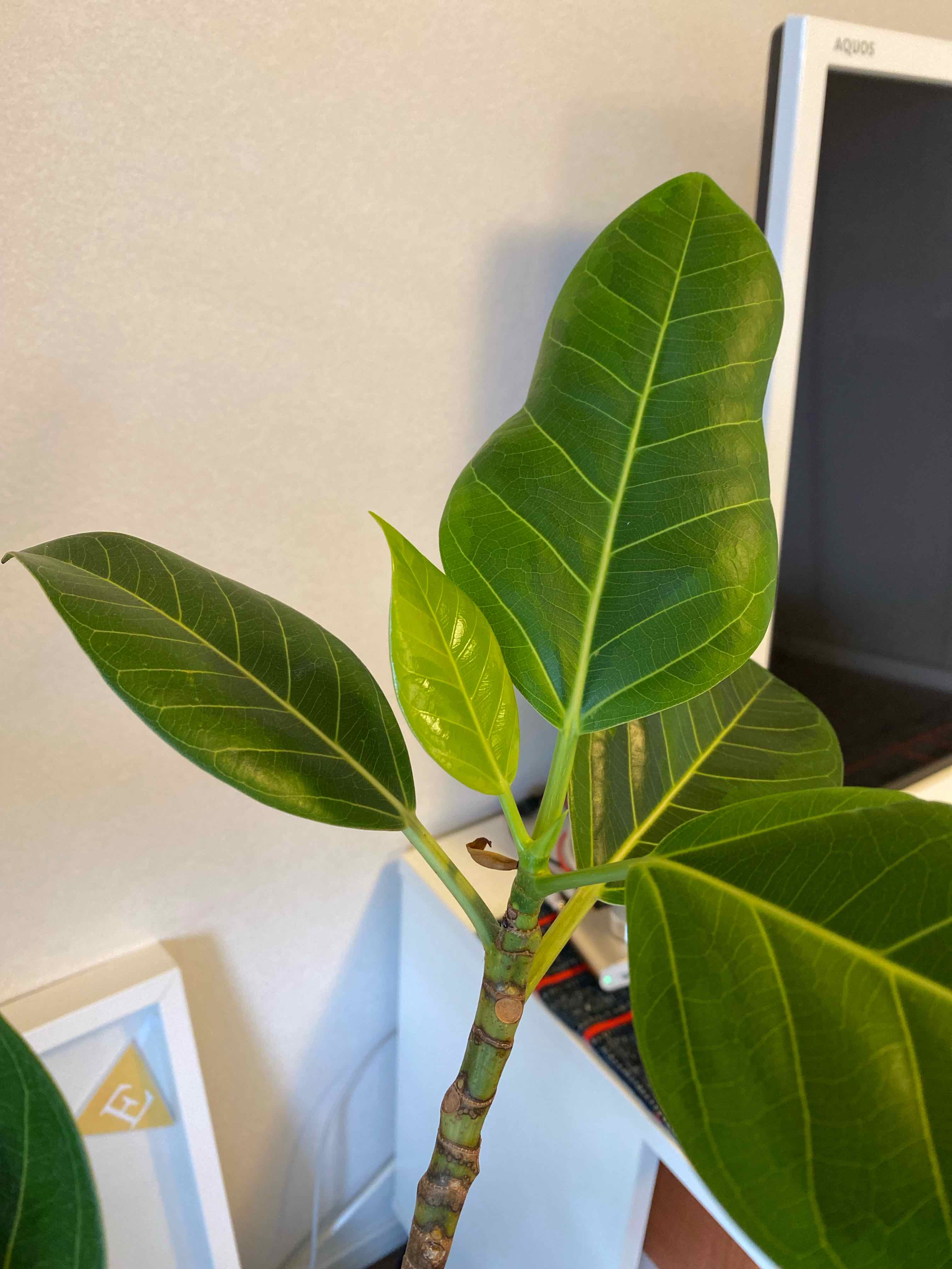 Diagnosing council tree root rot