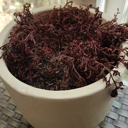 Keep Your Electric Fern Alive: Light, Water & Care Instructions