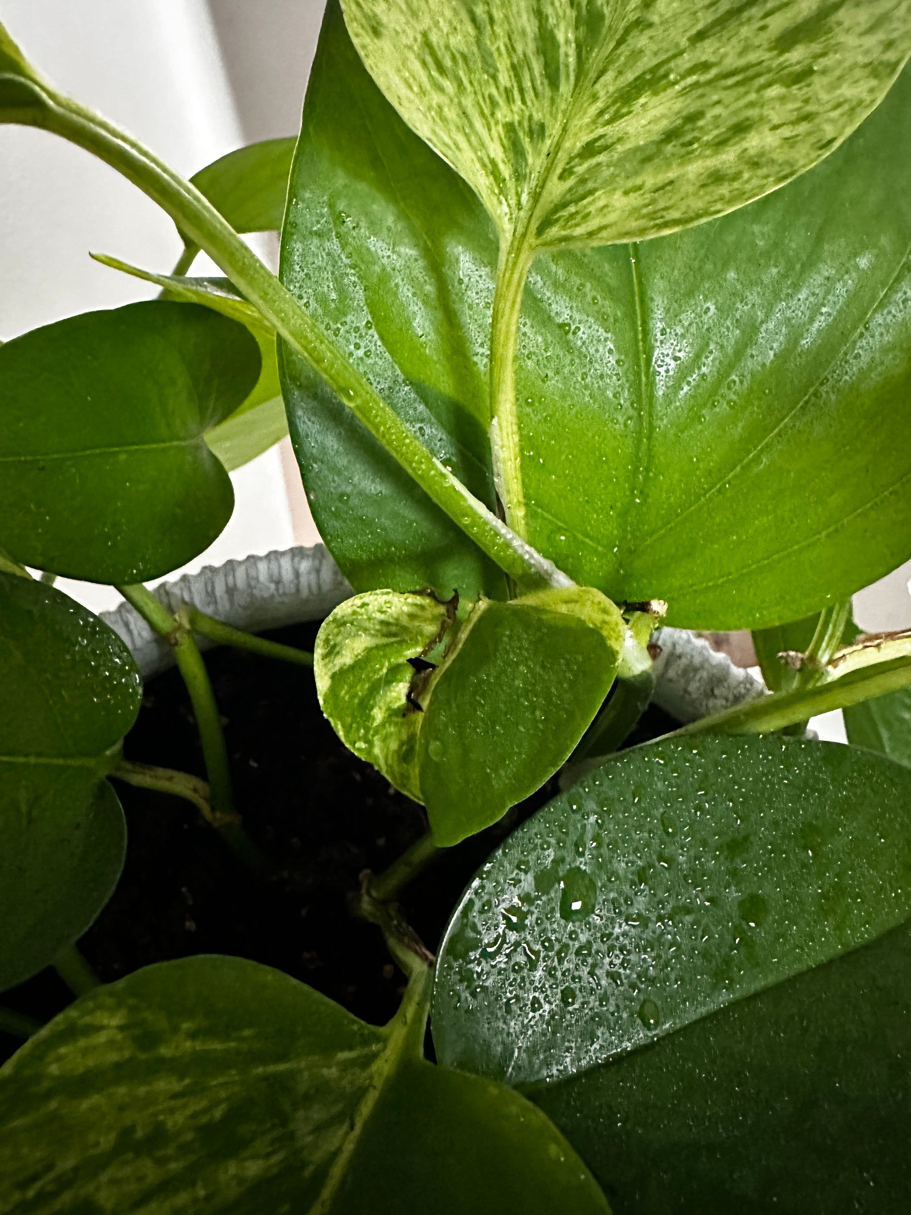Golden Pothos: How Much Water & Light Does it Need to Thrive?