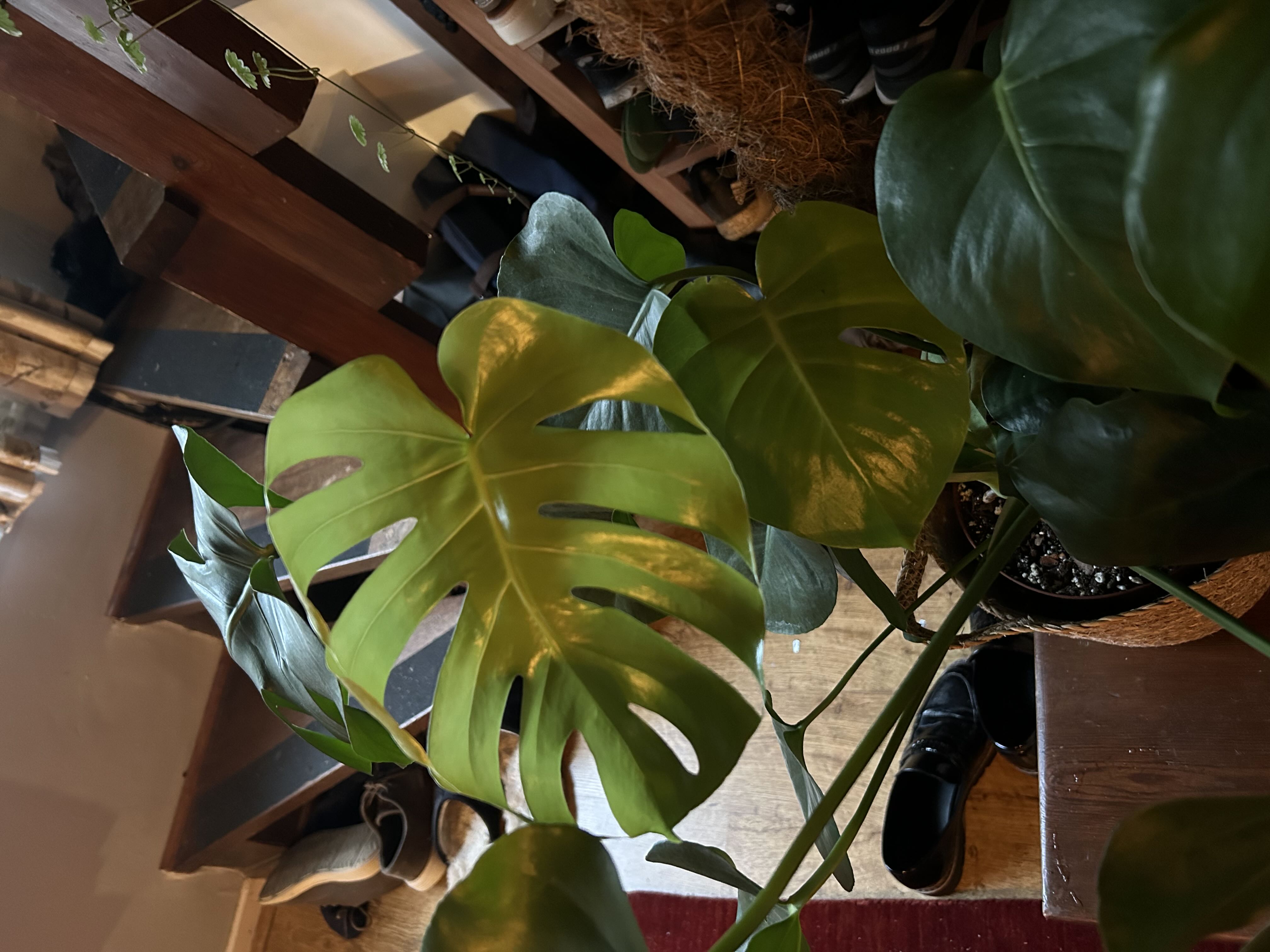 🍃 8 Facts About Monstera Borsigiana Lifecycle