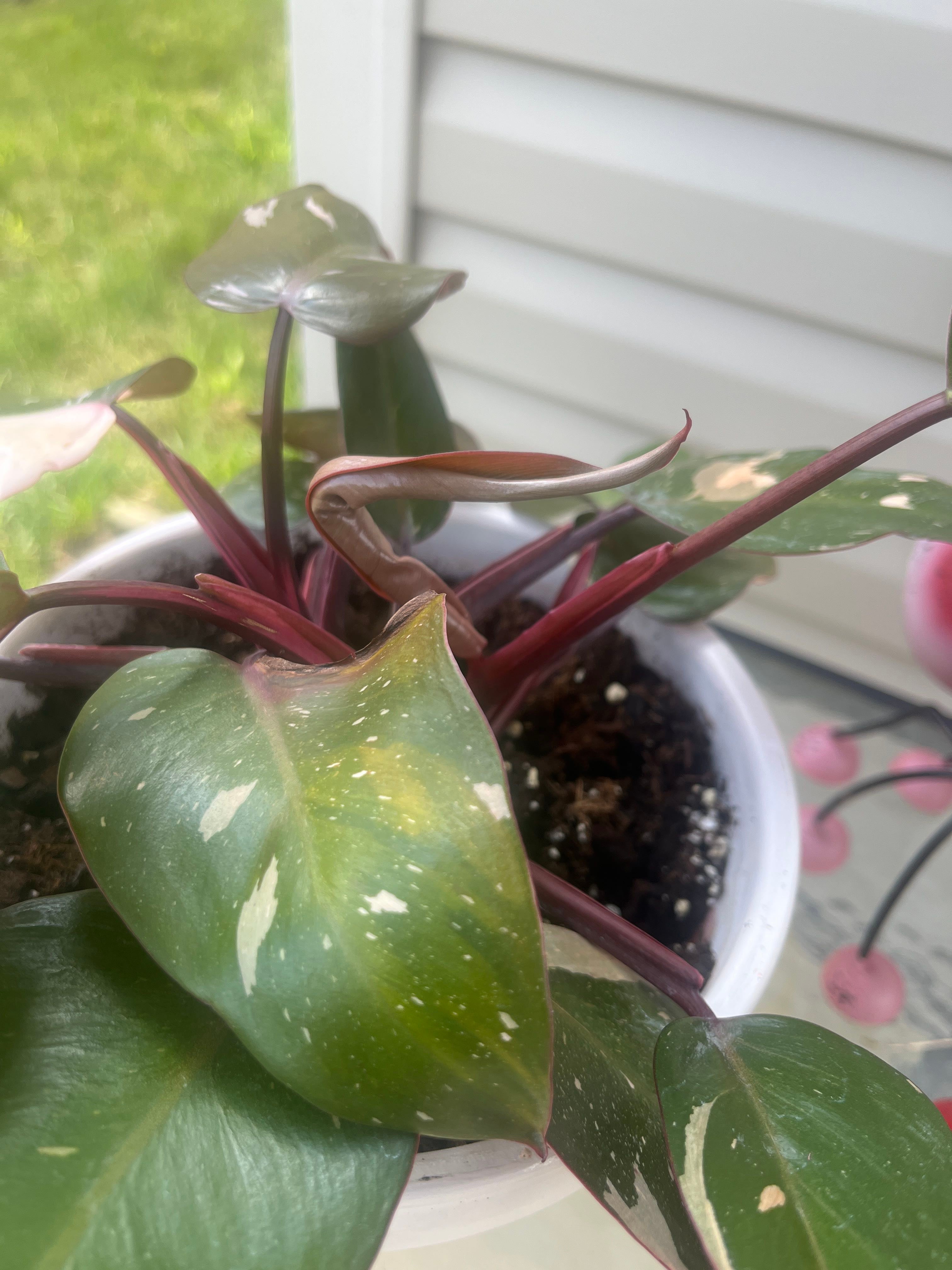 🤒 Why Are There Brown Spots on My Blushing Philodendron?
