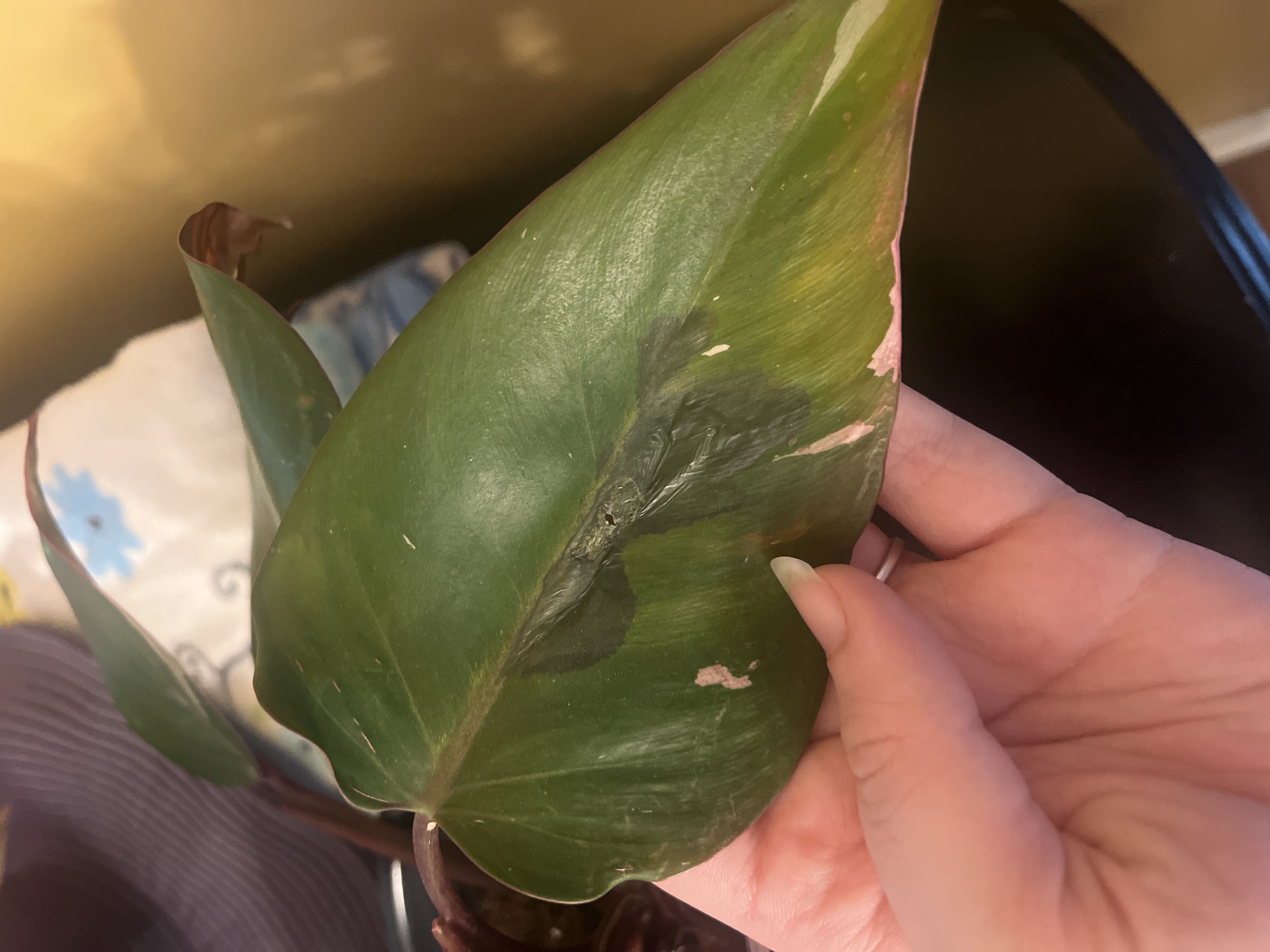 Blushing Philodendron Plant Care: Water, Light, Nutrients | Greg App 🌱