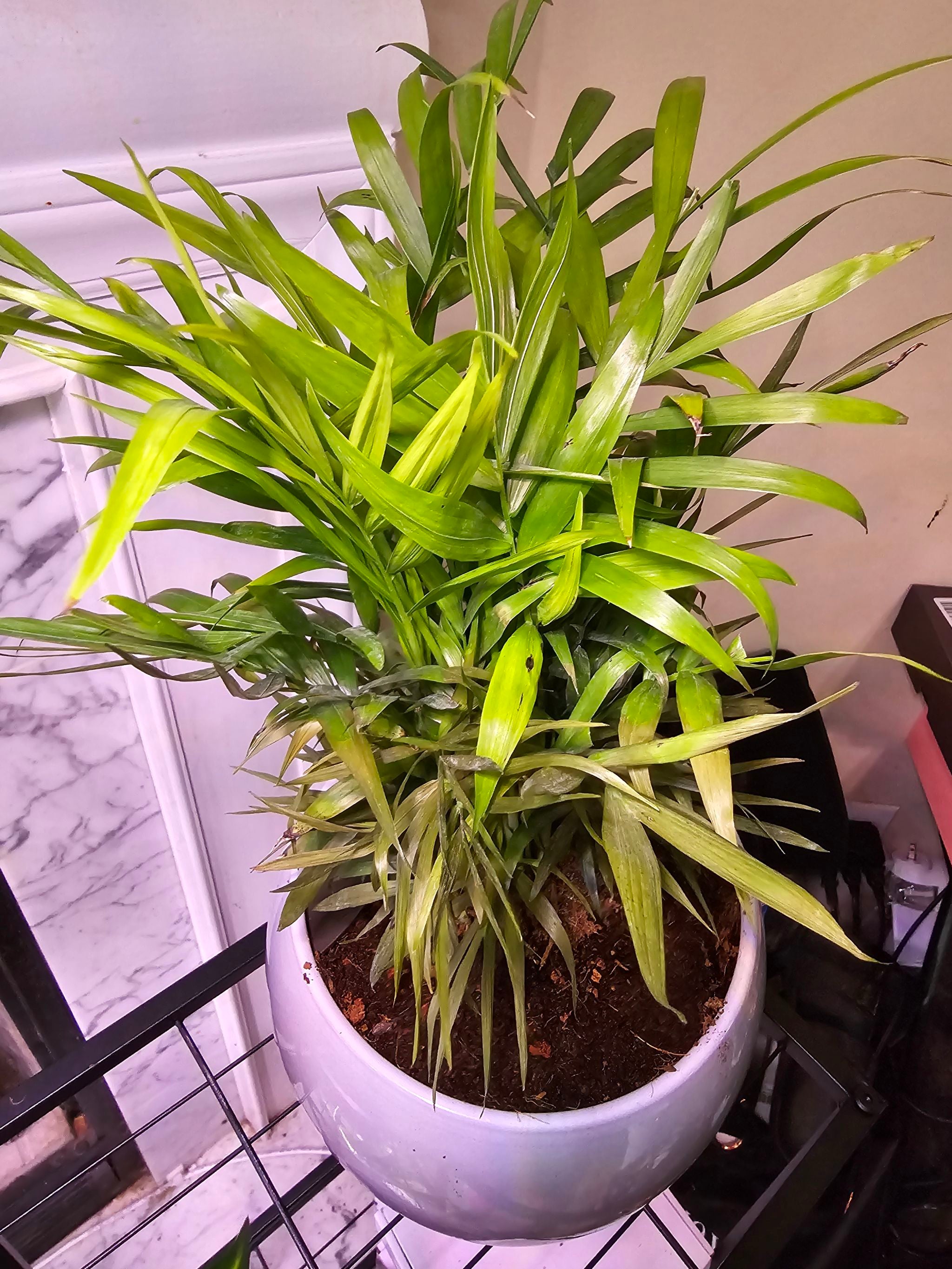Keep Your Baby Queen Palm Alive: Light, Water & Care Instructions