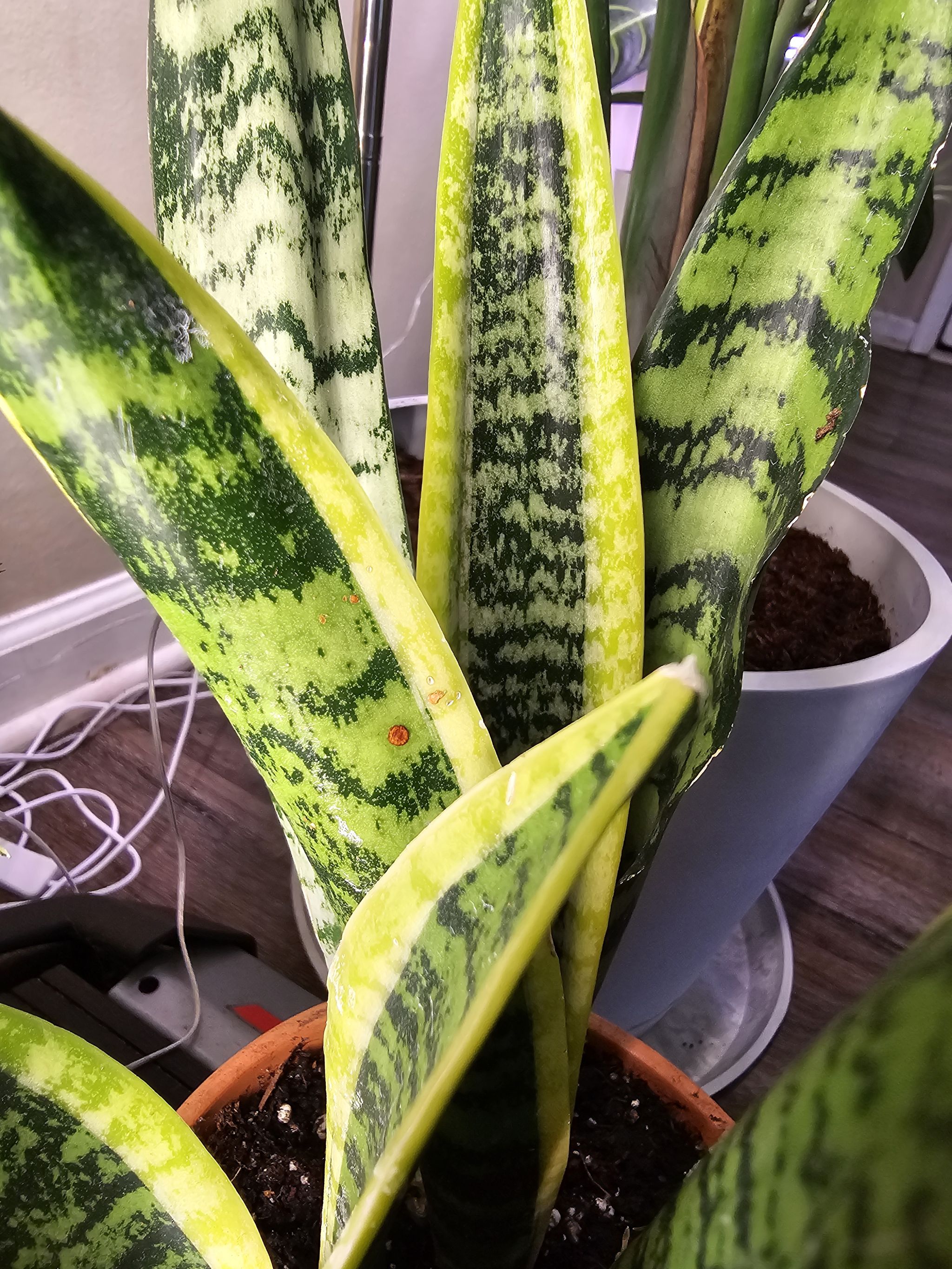 dwarf snake plant ocean star Care 101: Water, Light & Growing Tips