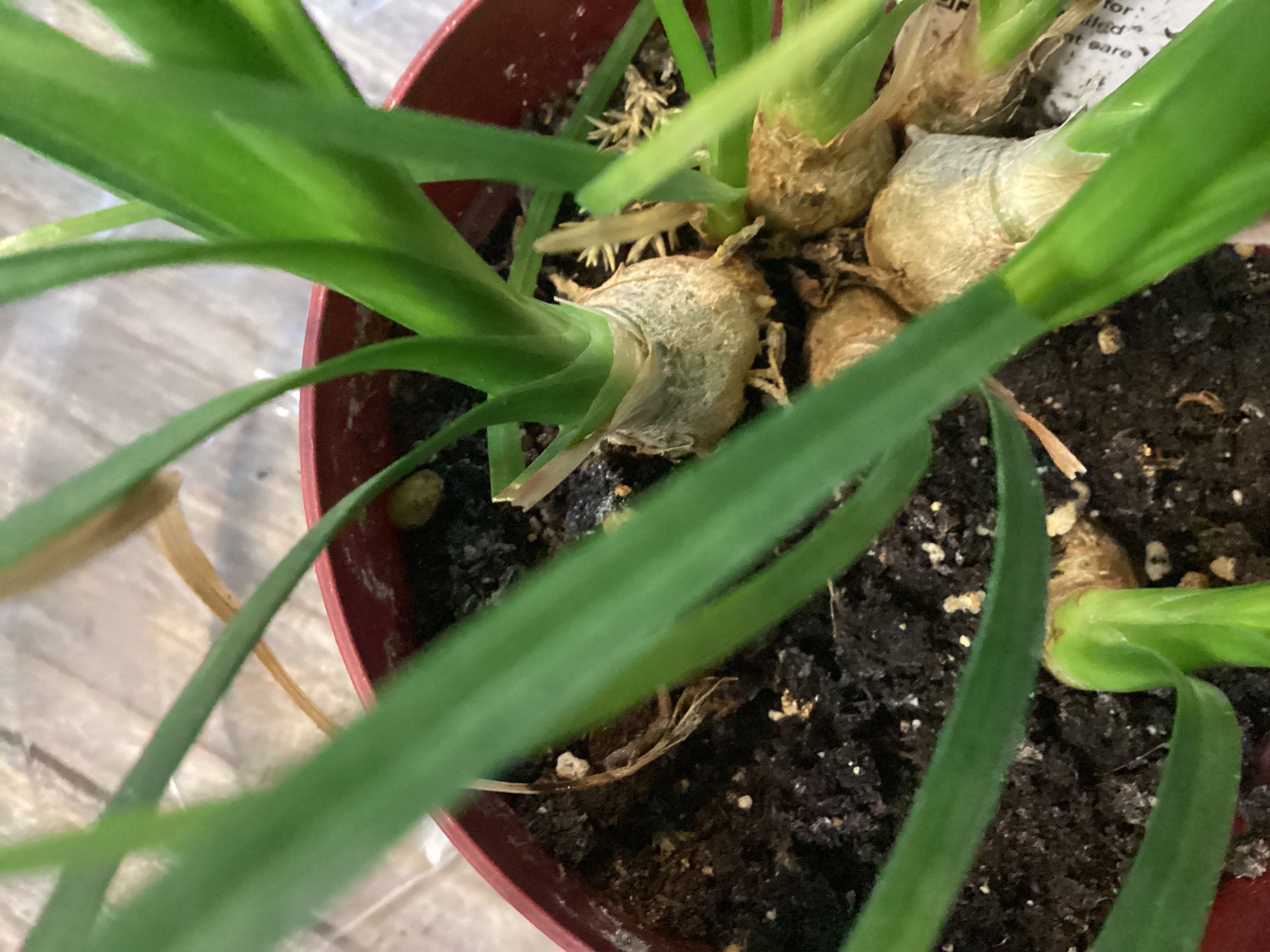 Respusha | A plant by @amonty on Greg