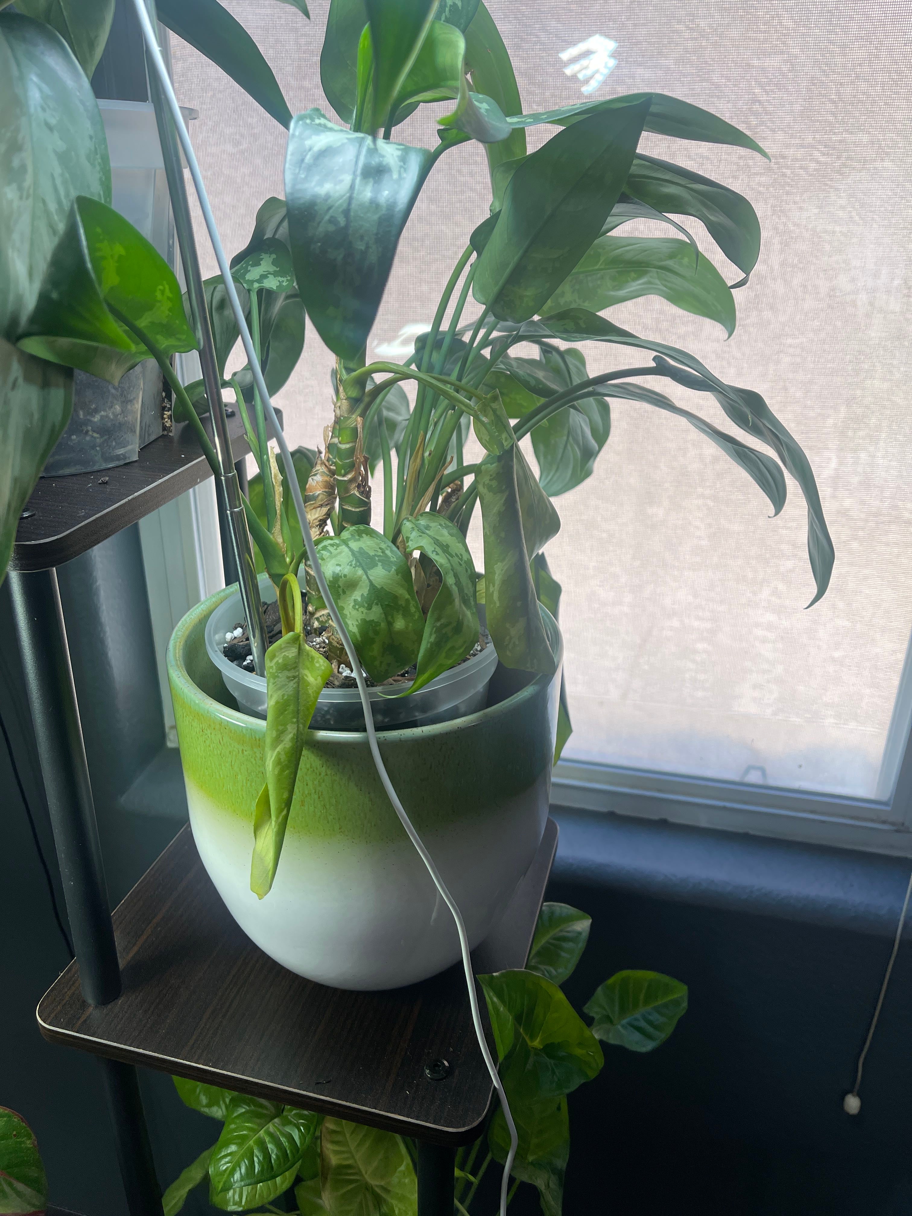 🌱 9 Plants That Thrive Alongside Narrow-Leaf Chinese Evergreen