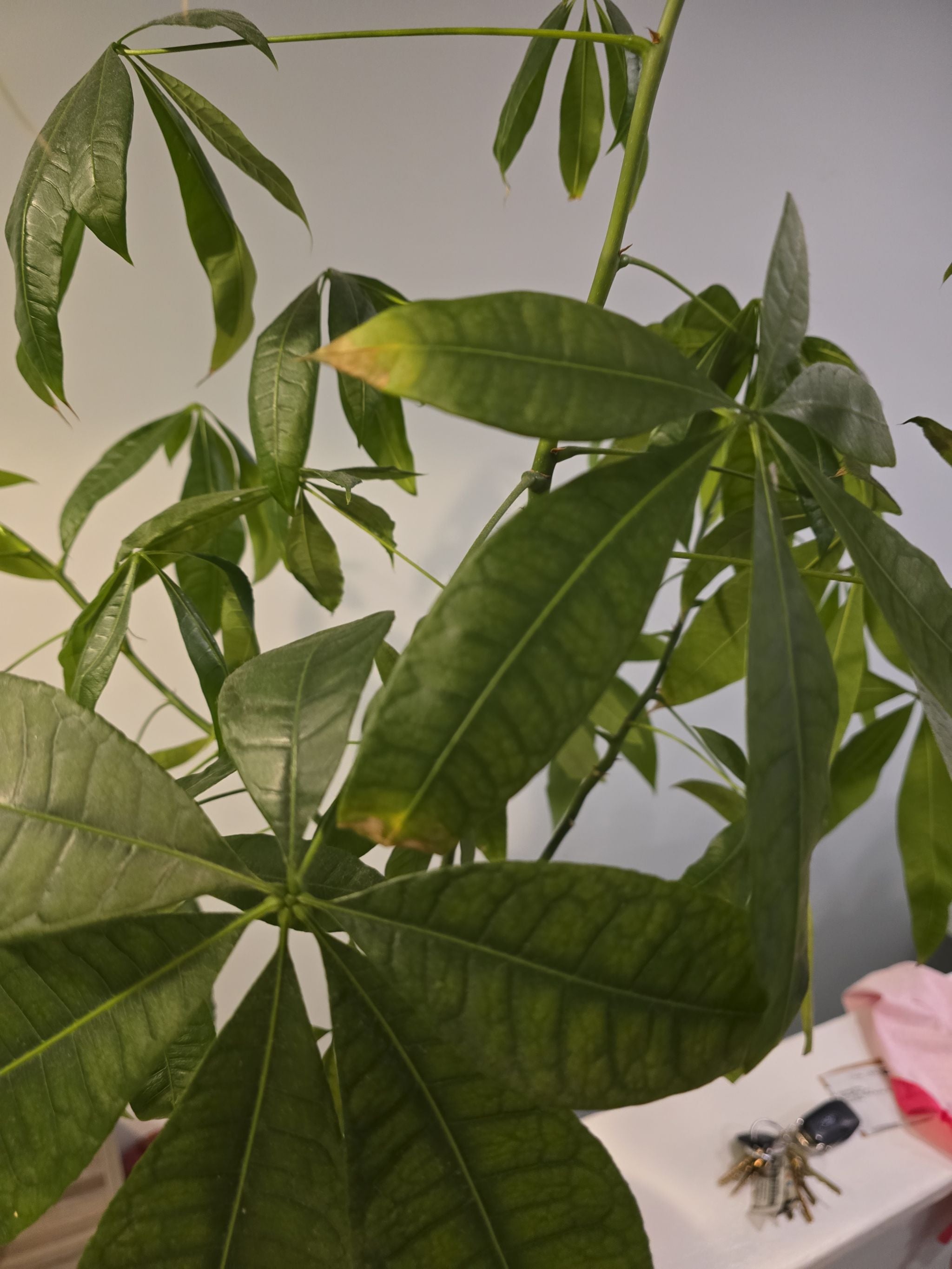 Not sure what is going on with my plant. Notice the brown...