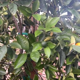 Calamansi Plant Care: Water, Light, Nutrients | Greg App 🌱