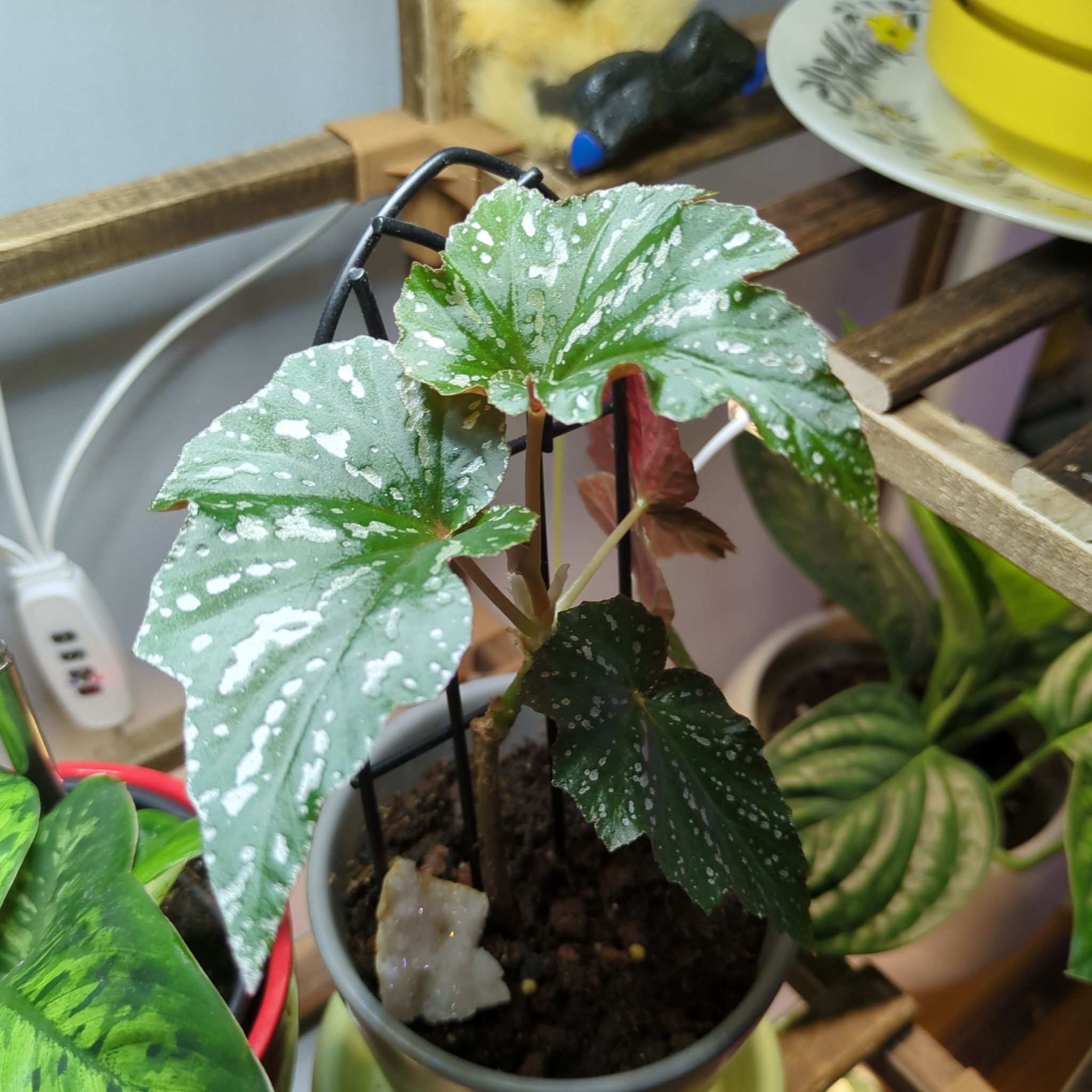 Angel Wing Begonia 'Corallina de Lucerna' Plant Care: Water, Light ...