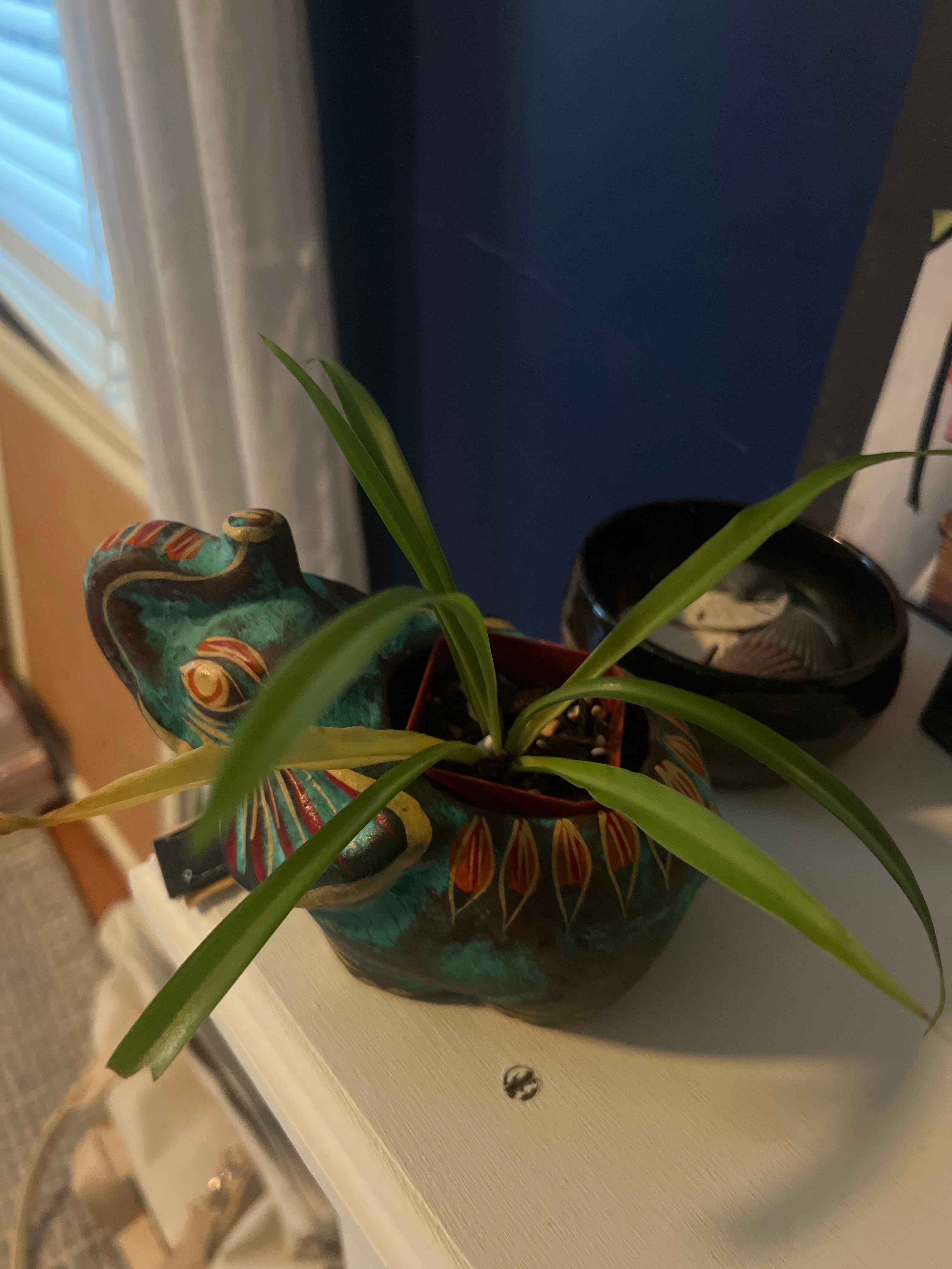 The Complete Spider Plant Plant Care Guide: Water, Light & Beyond