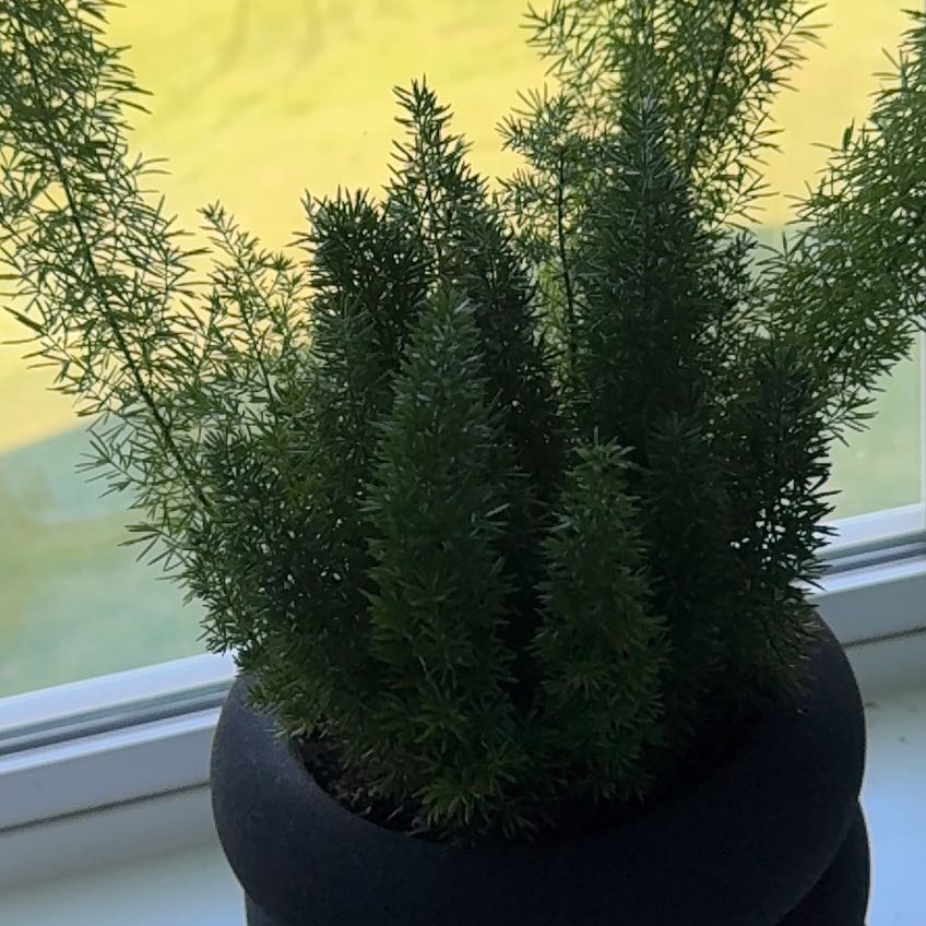 Messi | A plant by @WarmThymusalbus on Greg