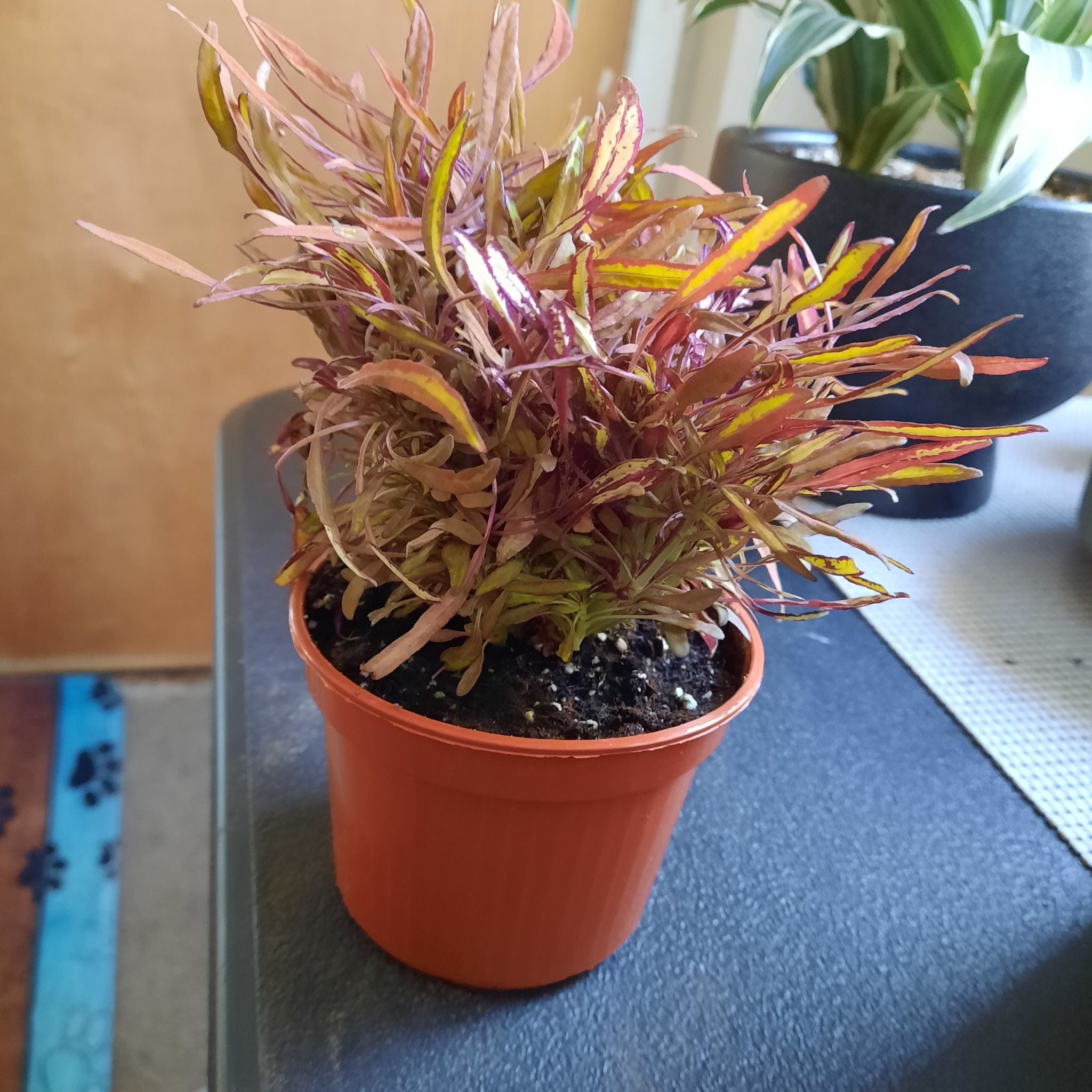 Coleus 'Mini Copper' Plant Care: Water, Light, Nutrients | Greg App 🌱