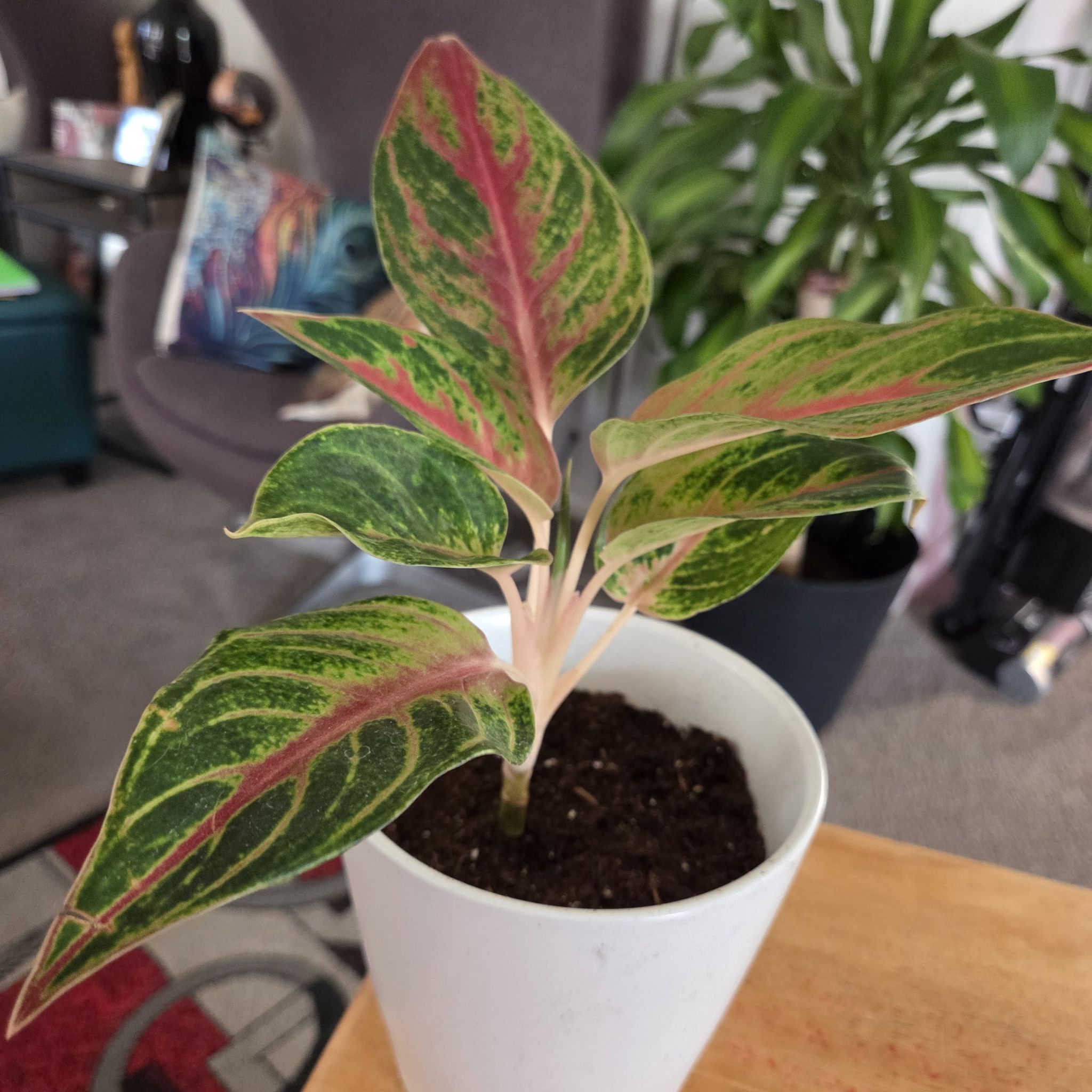 Golden Papaya Chinese Evergreen Care 101: Water, Light & Growing Tips