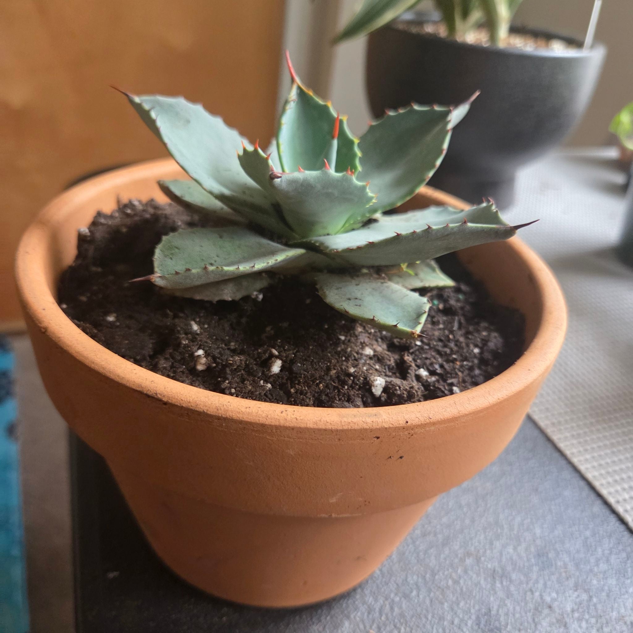 How to Care for Agave parryi 'J.C. Raulston': Mastering Water, Sunlight ...