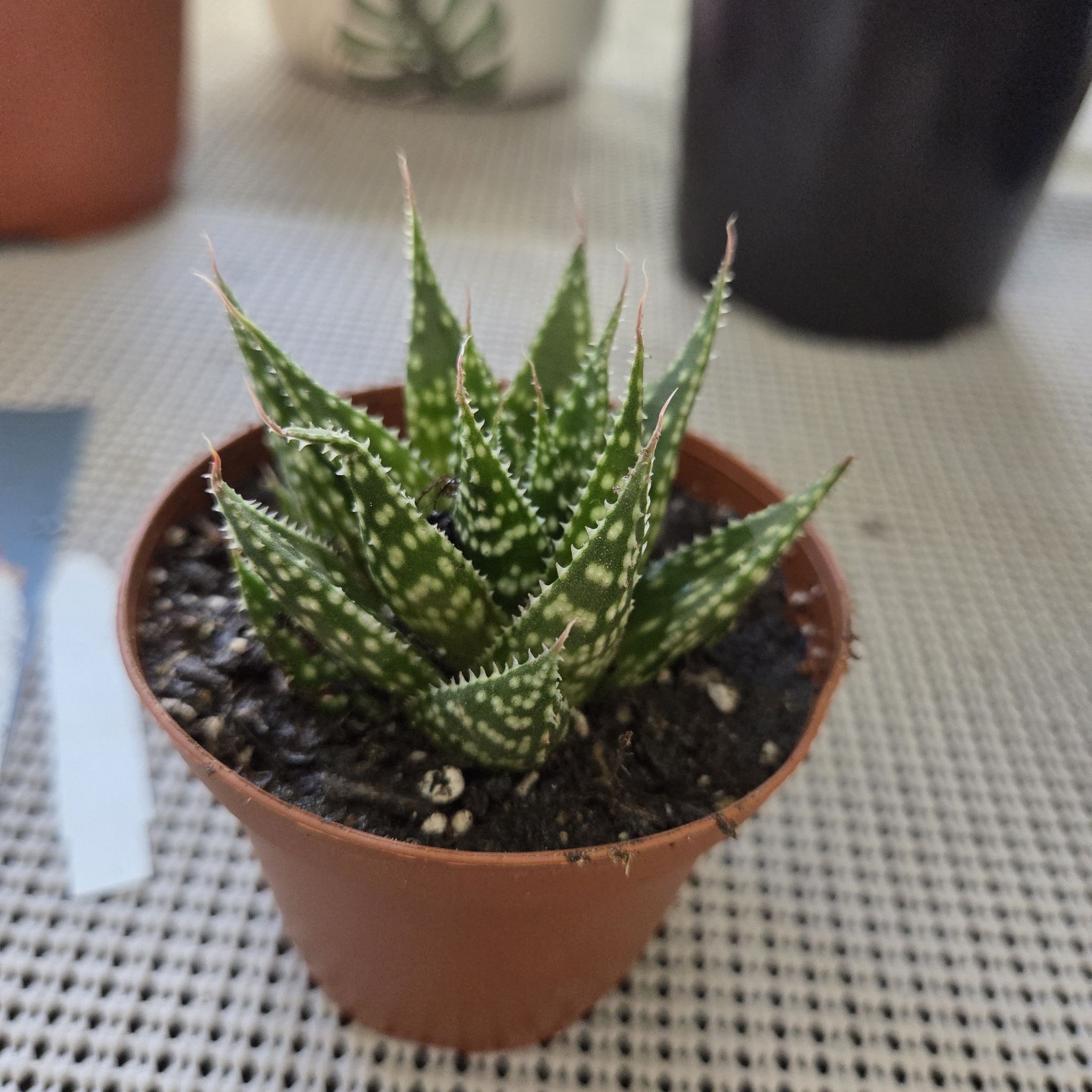 Gasteraloe 'Zimflora' Plant Care: Water, Light, Nutrients | Greg App 🌱