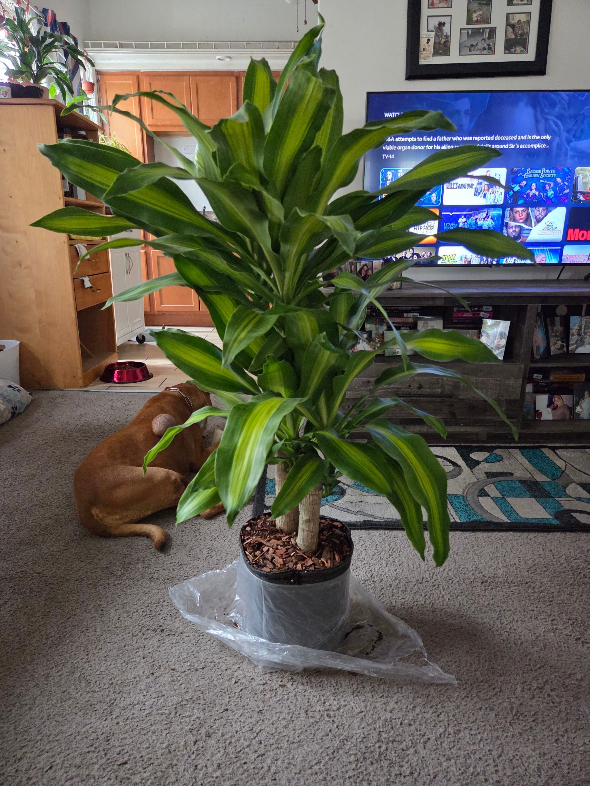 #freshleaffriday #dracaena my massangeana mass cane draca...