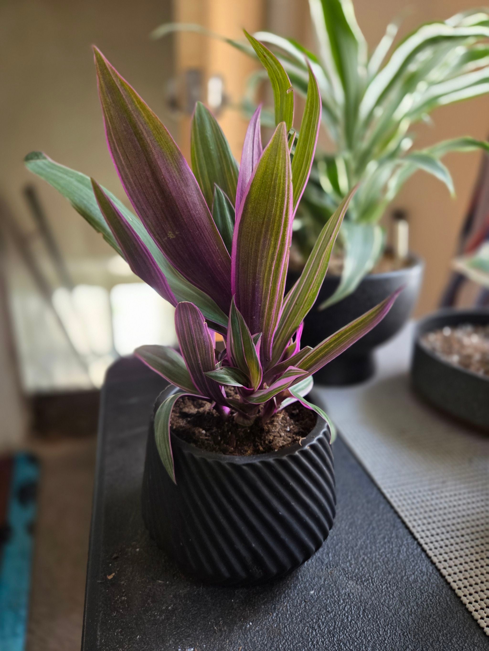 Song of Jamaica Plant Care: Water, Light, Nutrients | Greg App 🌱