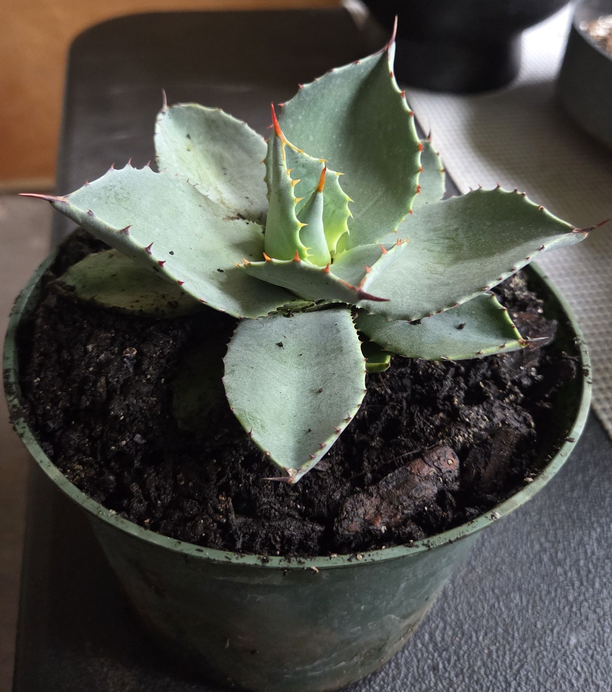 Agave Babies
