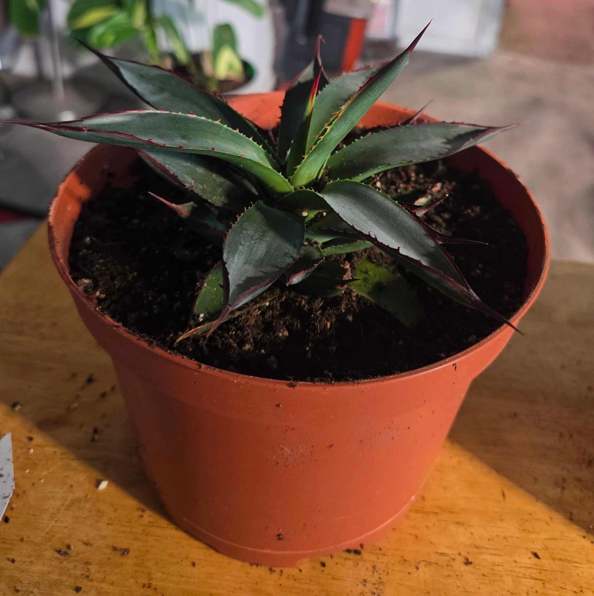 What Are The Bugs on My Dracaena 'Tarzan'? 🐛