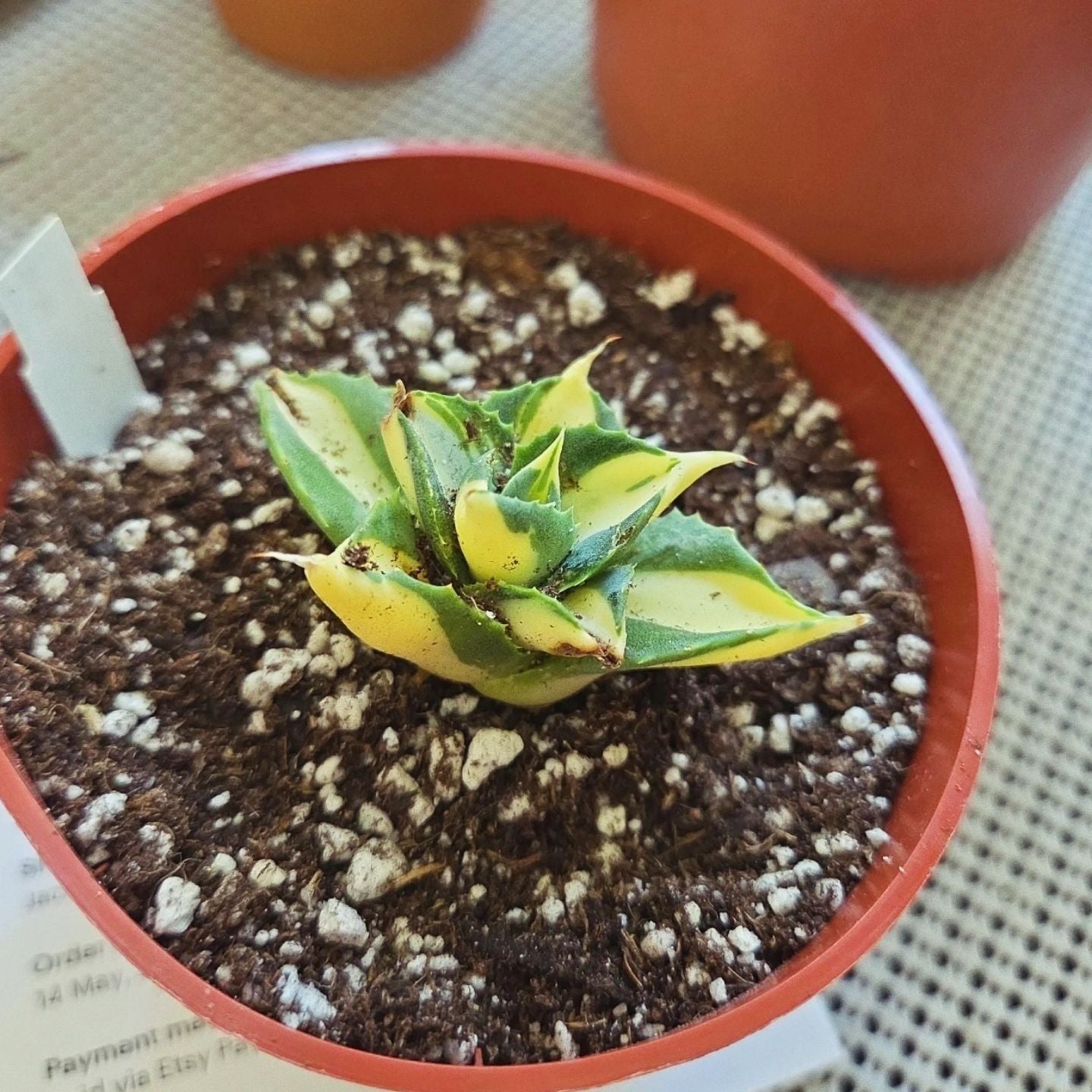 #whatthesuccwednesday have a 4 inch baby jade ovata & a ...