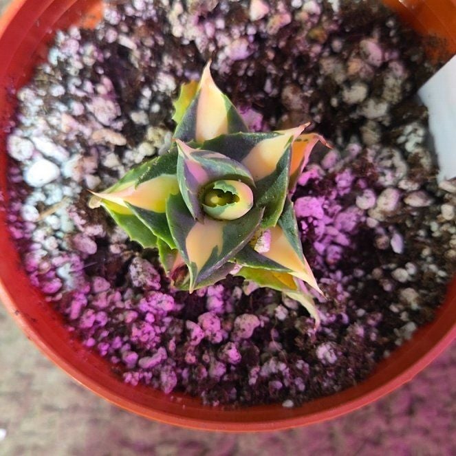 How to Care for Agave isthmensis ‘Gold Sprite’: Mastering Water ...