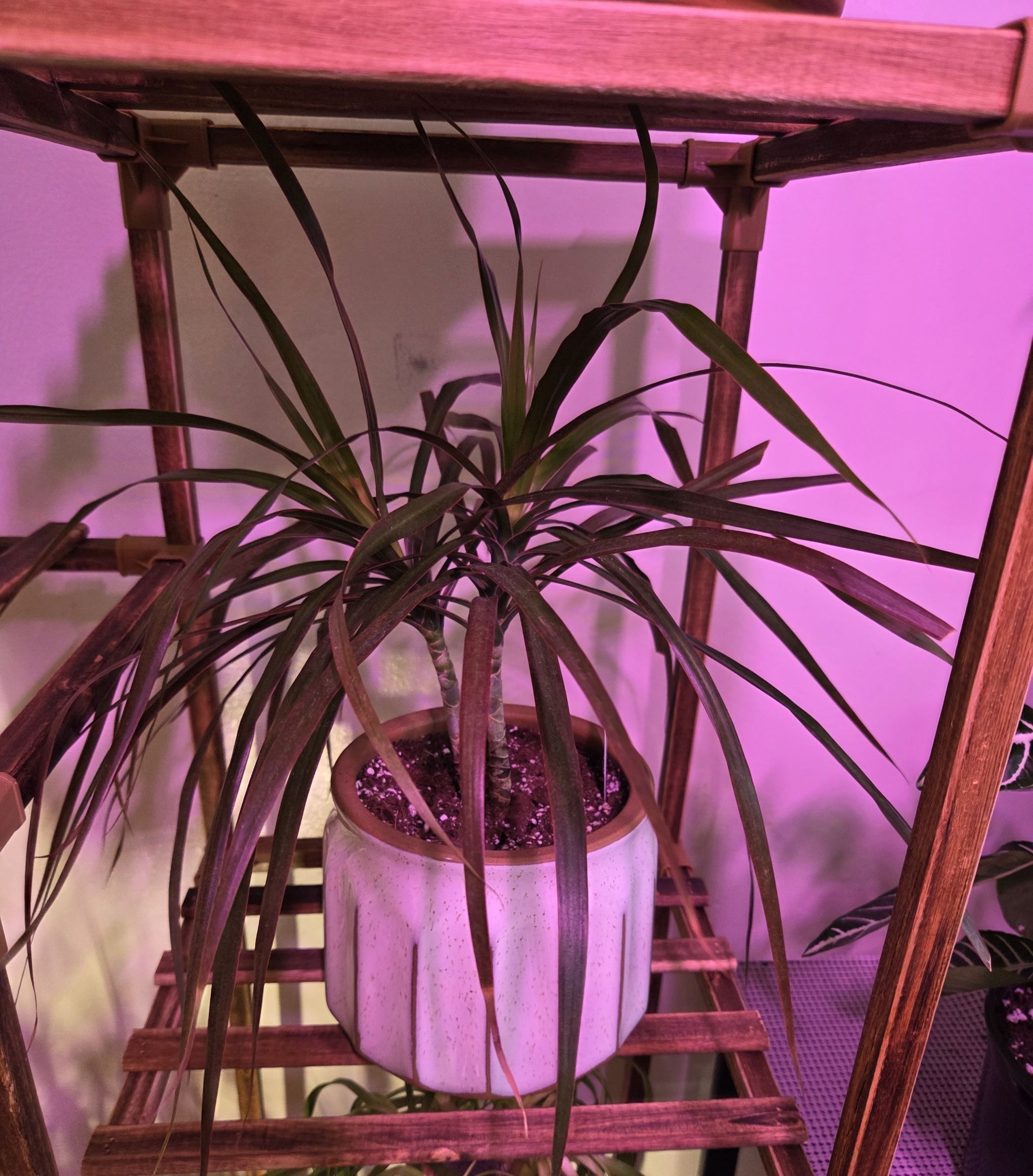 Keep Your Spike Plant Alive: Light, Water & Care Instructions