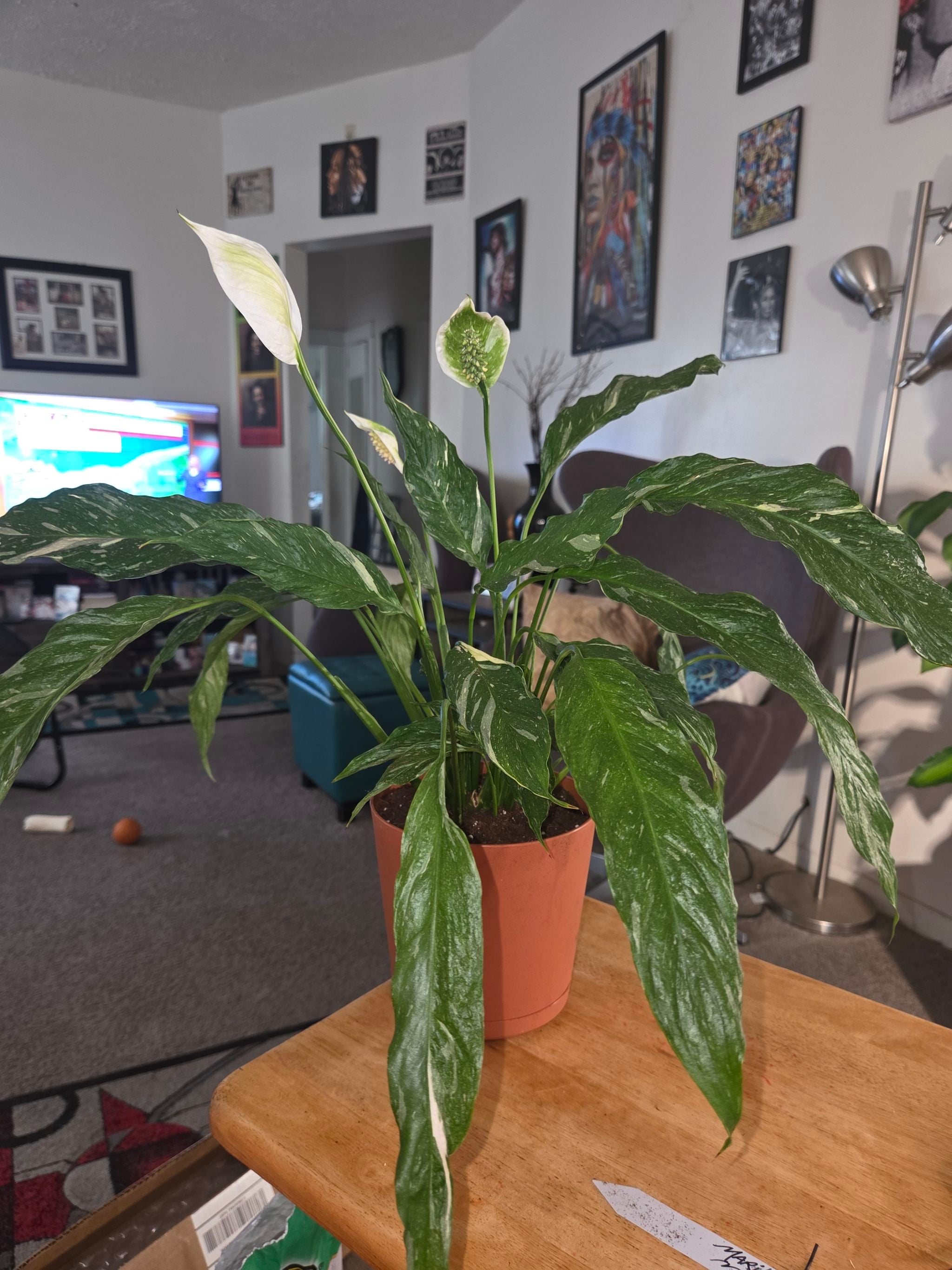 Aglaonema Red Gold Plant Care: Water, Light, Nutrients | Greg App 🌱