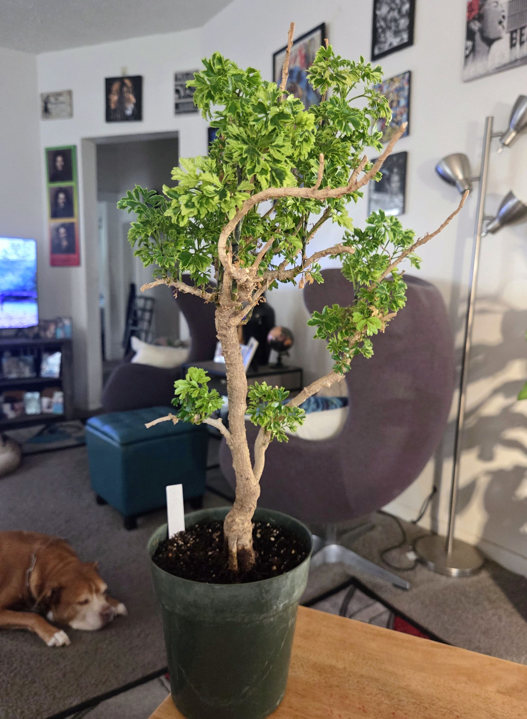 Keep Your Spike Plant Alive: Light, Water & Care Instructions