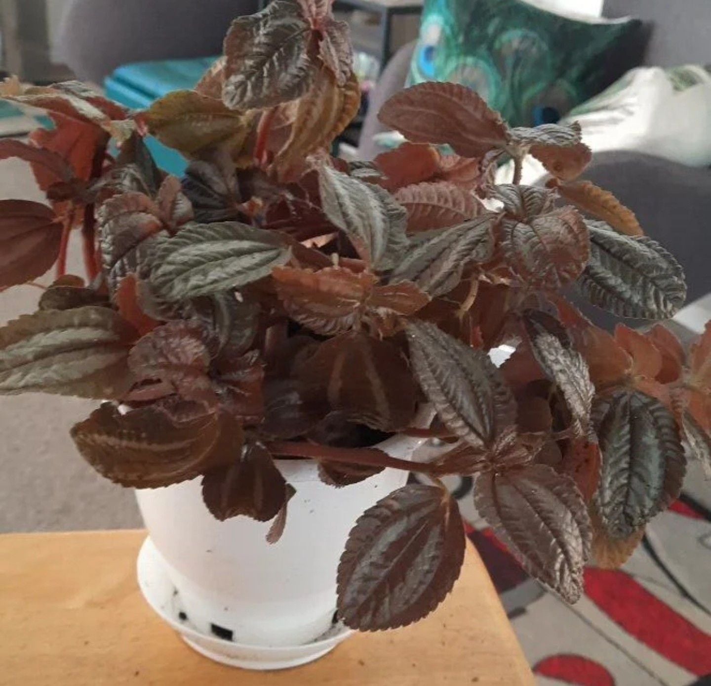 #whatthesuccwednesday My Pan am pilea went from a 4 inch ...