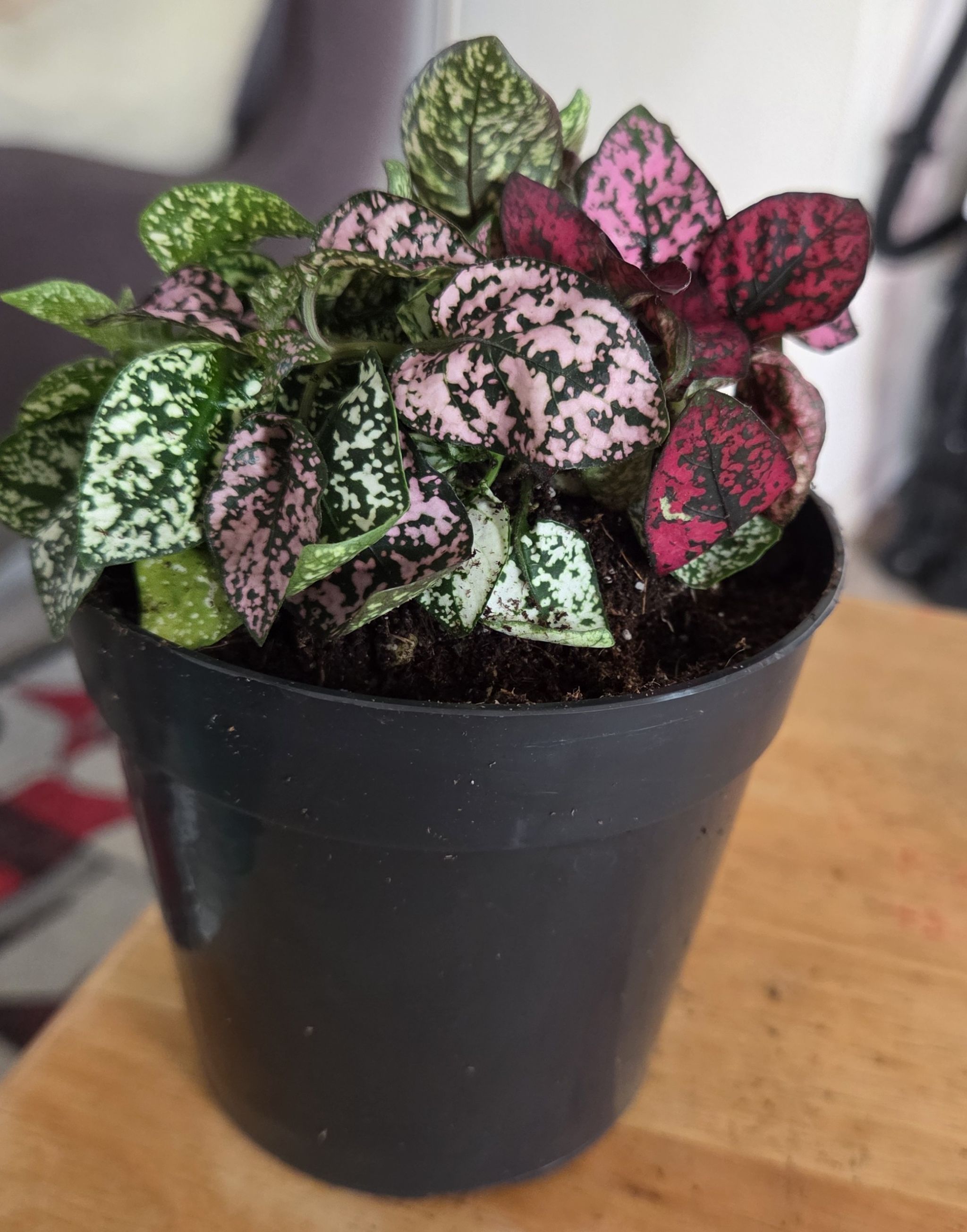 Keep Your Spike Plant Alive: Light, Water & Care Instructions