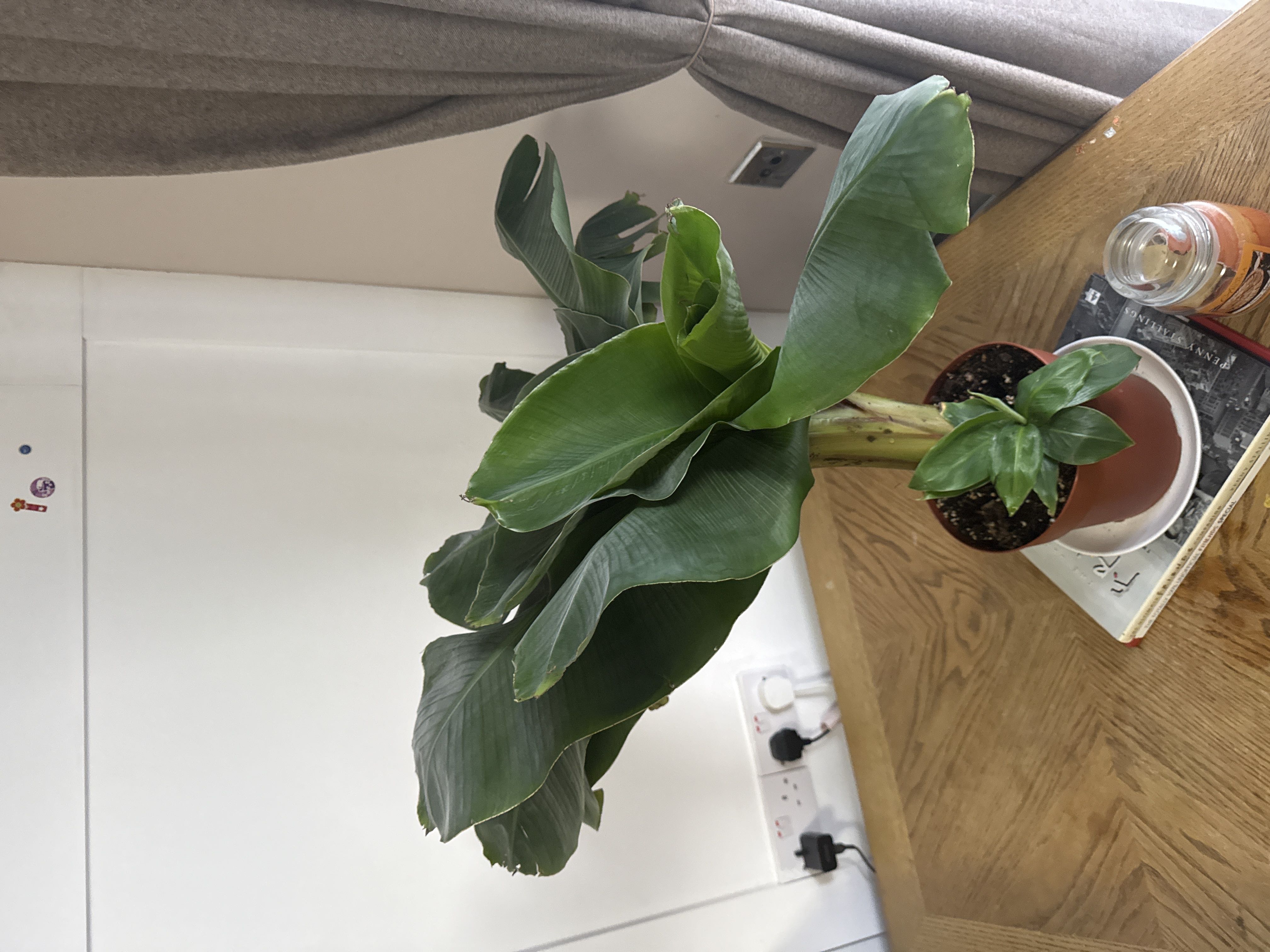 🍌 Why Are My Banana Leaves Falling Over?