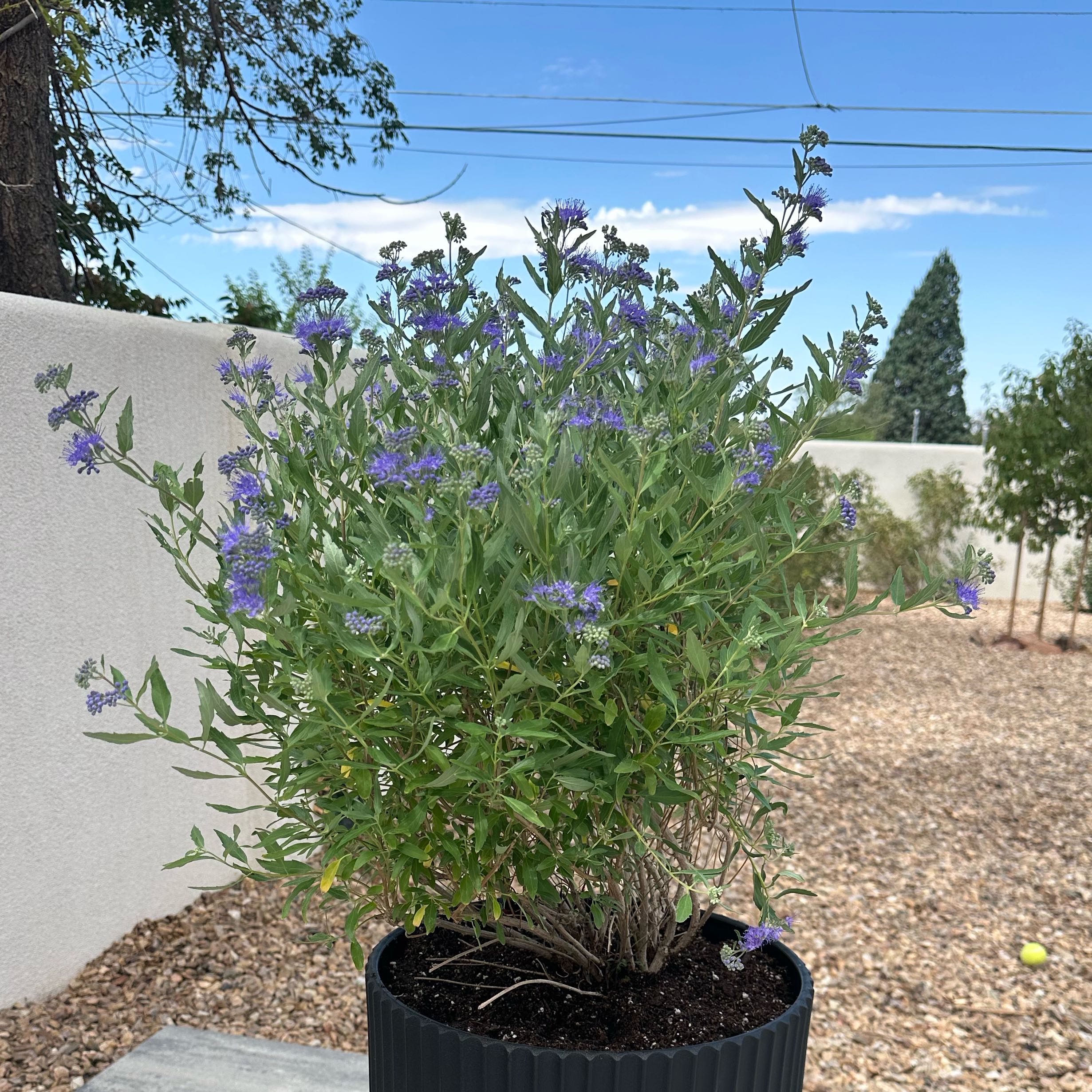 Blue Mist Spirea: How Much Water & Light Does it Need to Thrive?