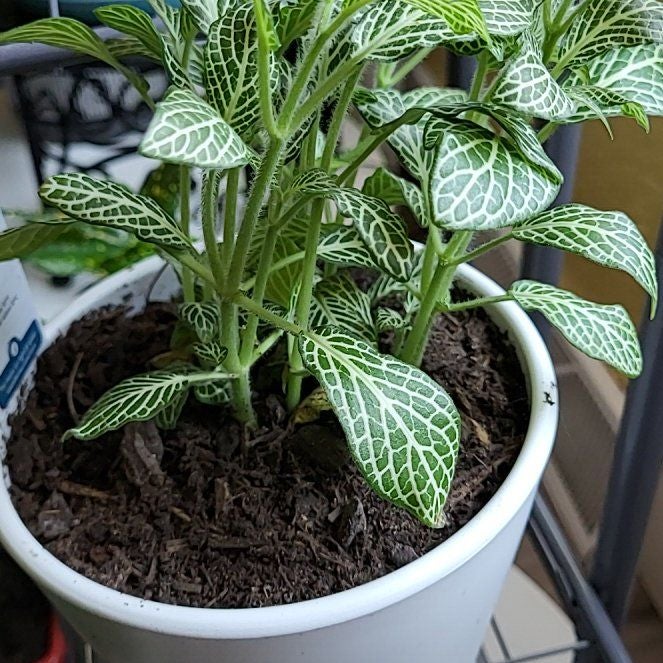Mini White Fittonia Plant Care: Water, Light, Nutrients | Greg App 🌱