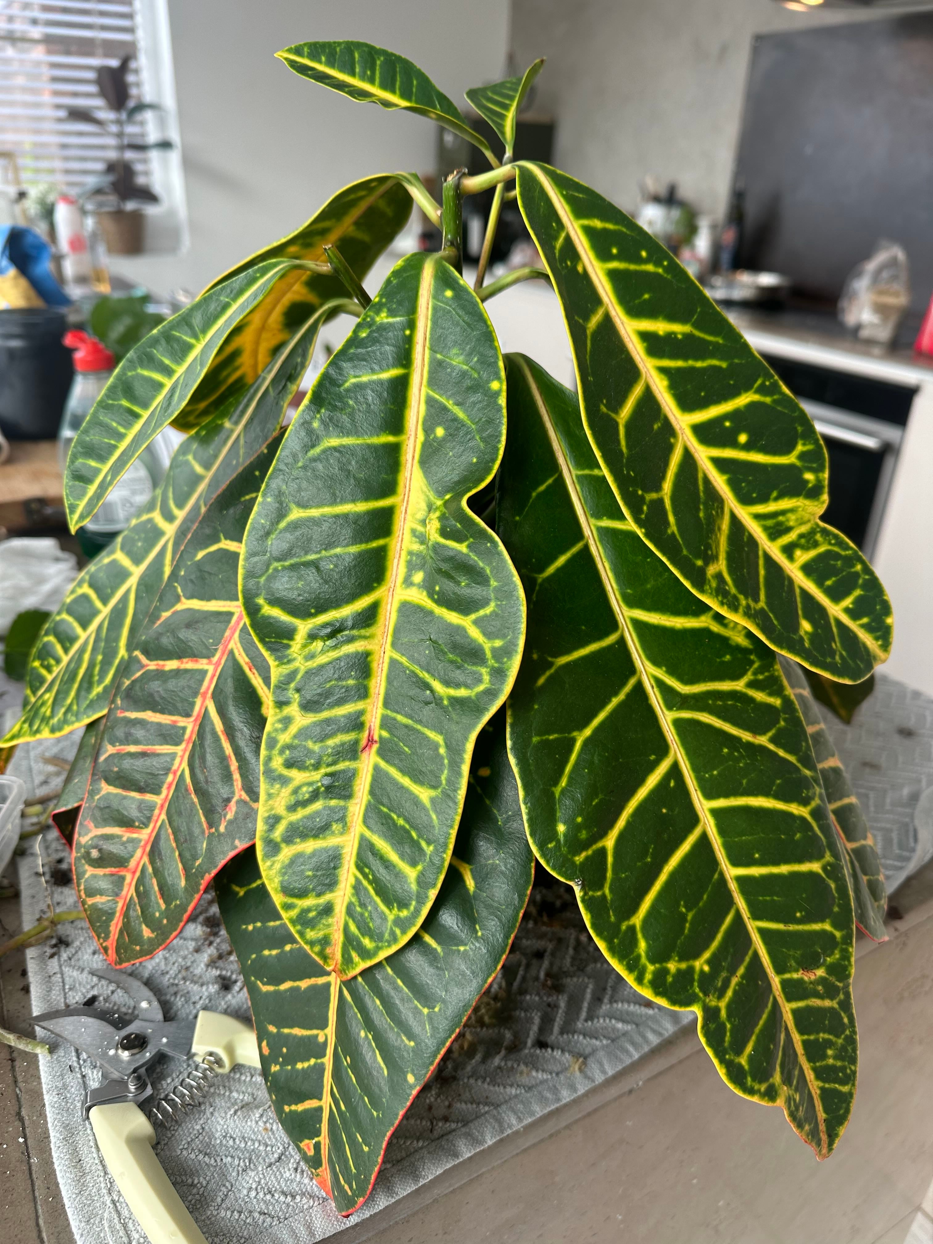 How to Fix Black Spots on Your Croton 'Petra'