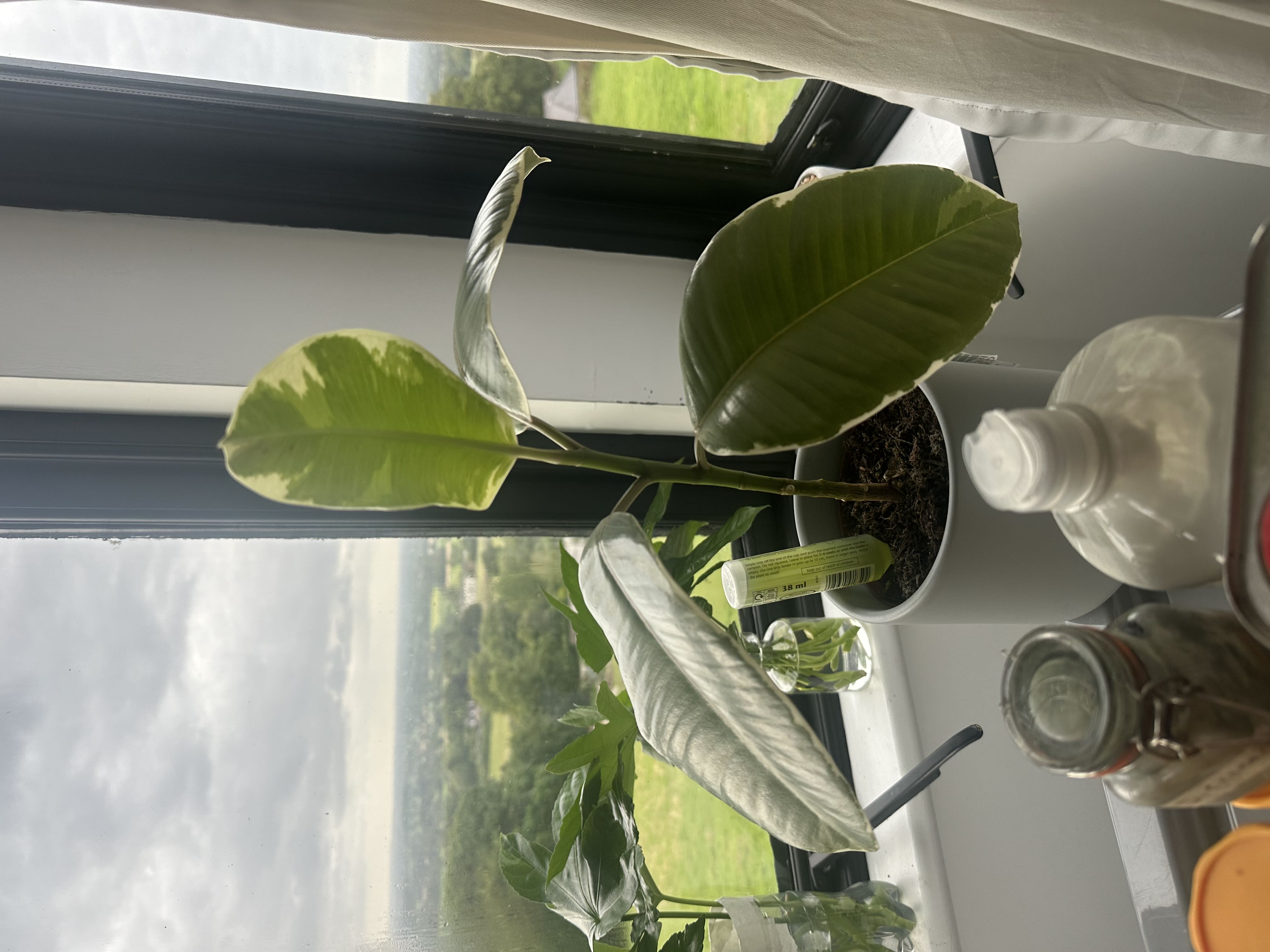 The Complete Golden Gate Ficus Plant Care Guide: Water, Light & Beyond