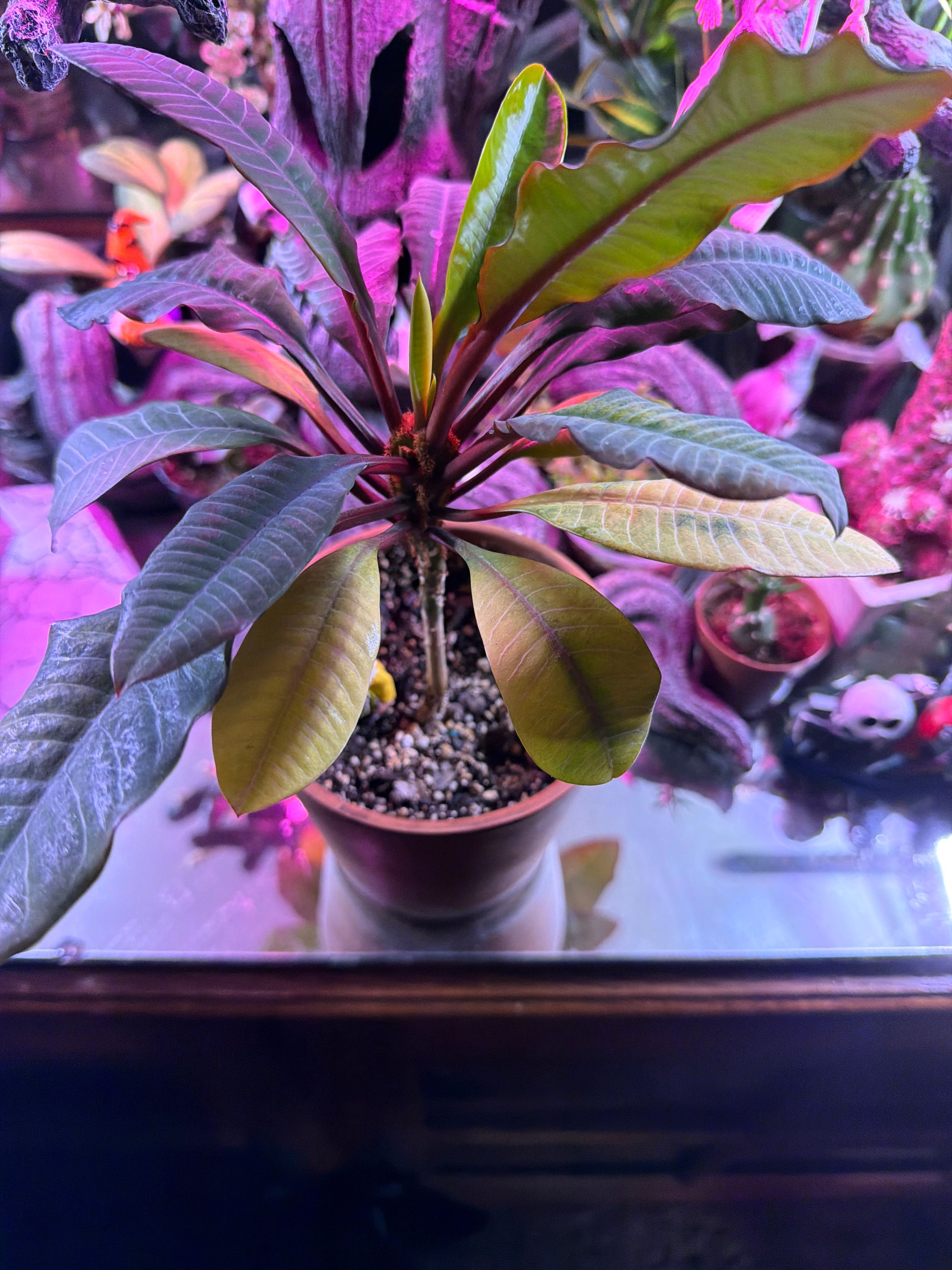 Optimal Hardiness Zones for Madagascar Jewel: 10a-11b