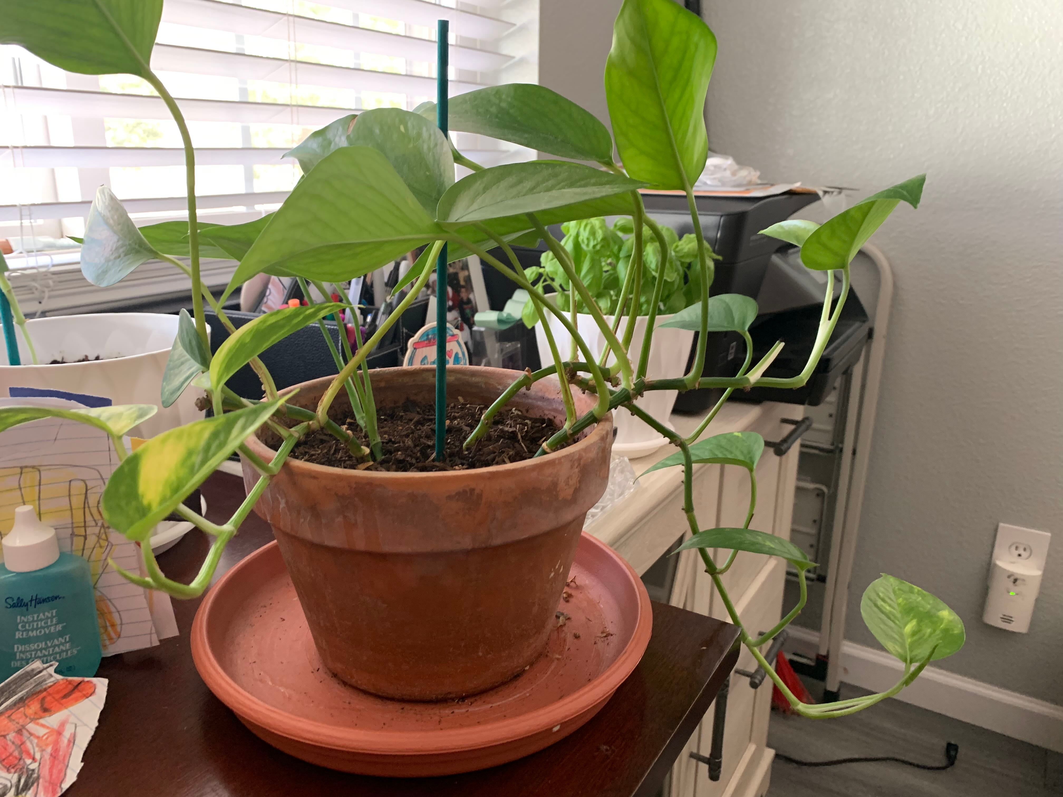 Golden Pothos: How Much Water & Light Does it Need to Thrive?