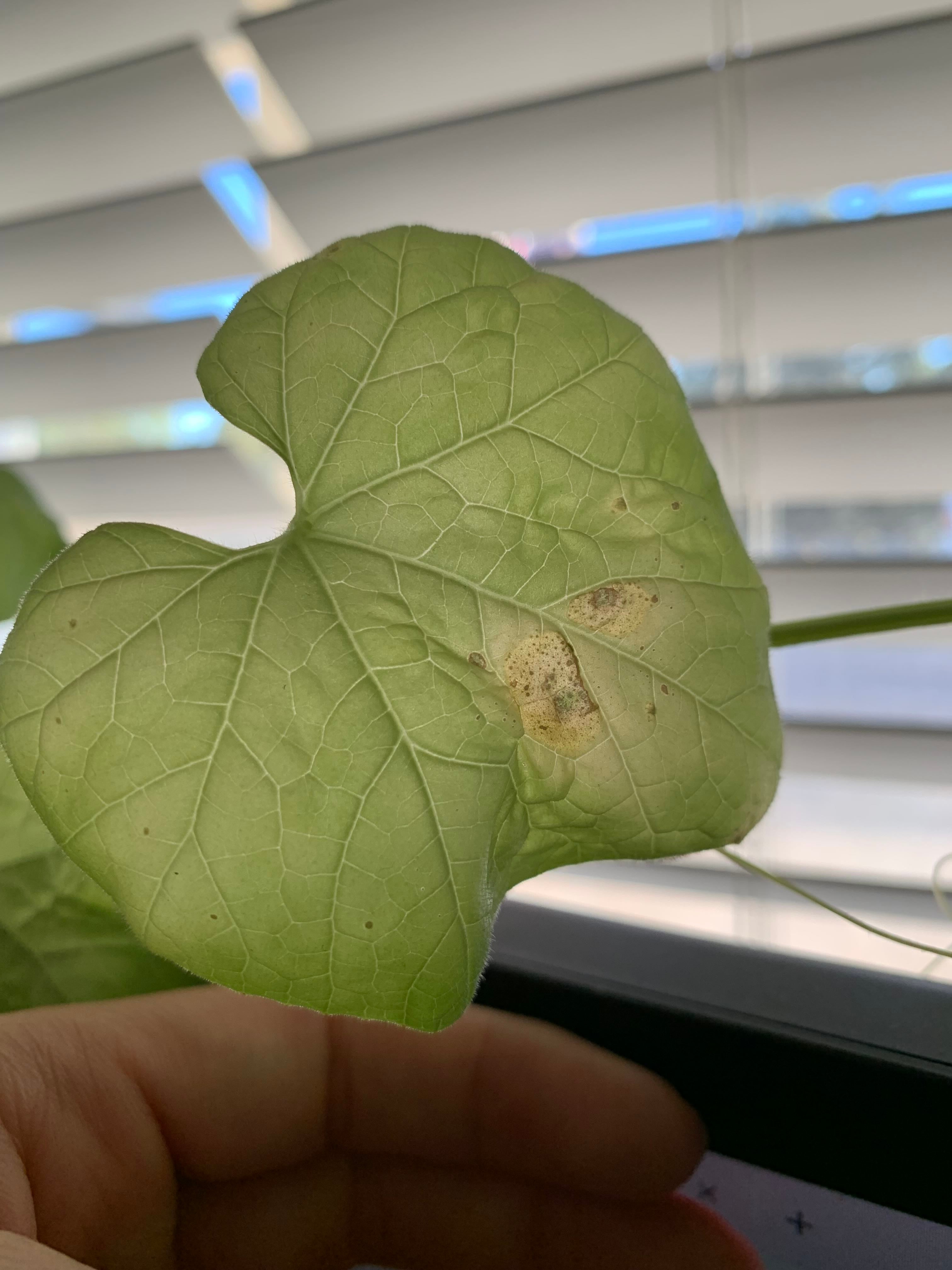 🌼 How to Fix Your Common Morning Glory Wilting