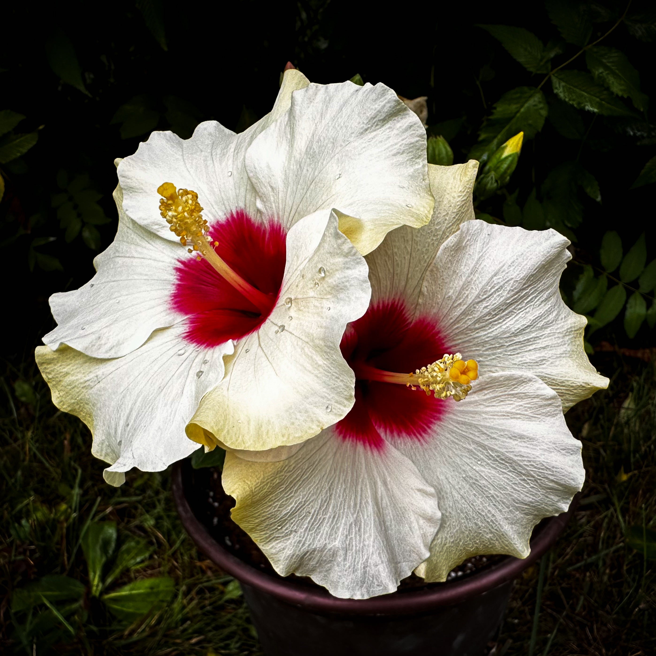 Hula Hibiscus Plant Care: Water, Light, Nutrients | Greg App 🌱