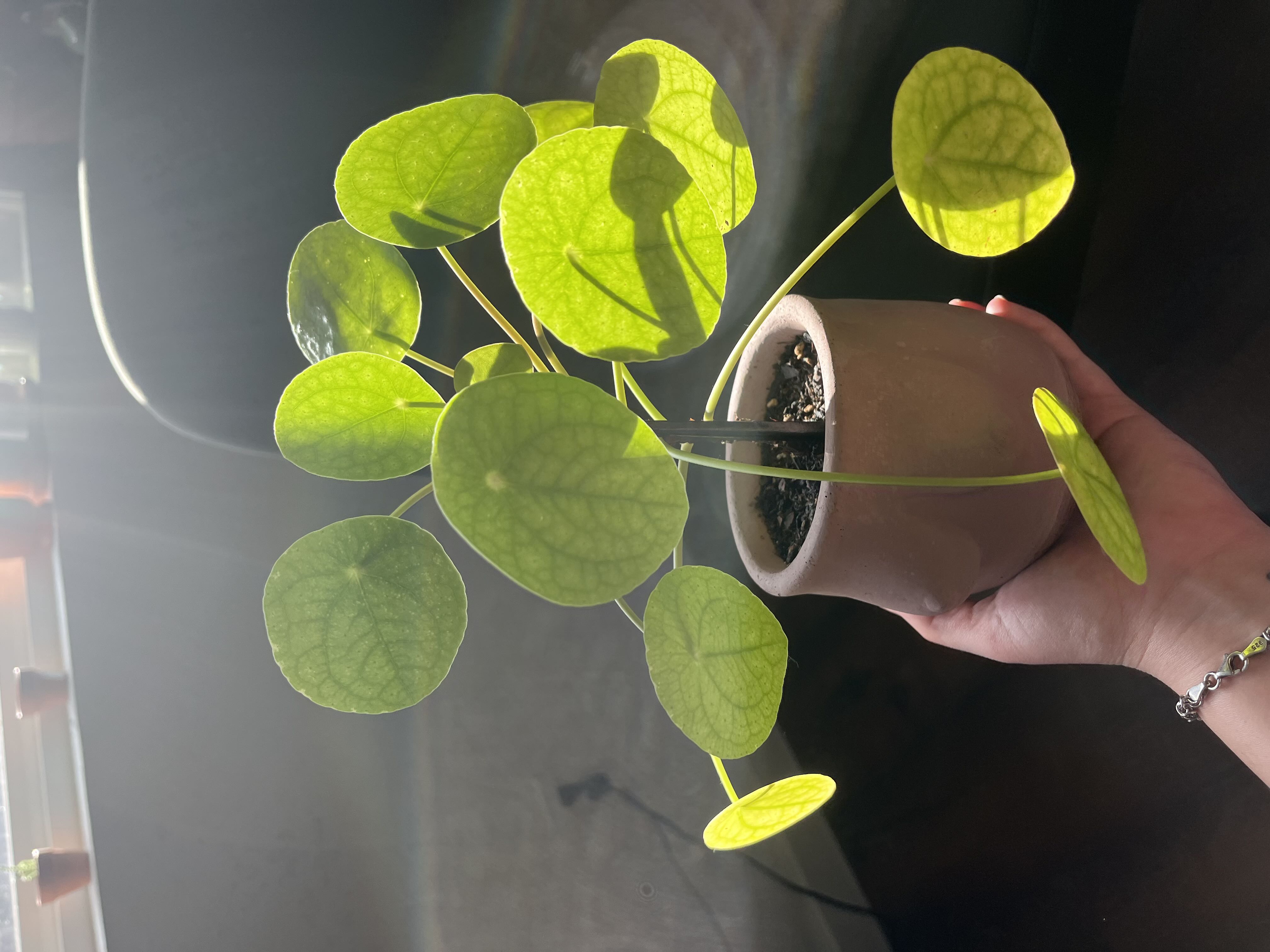 Volcano Pilea Plant Care: Water, Light, Nutrients | Greg App 🌱