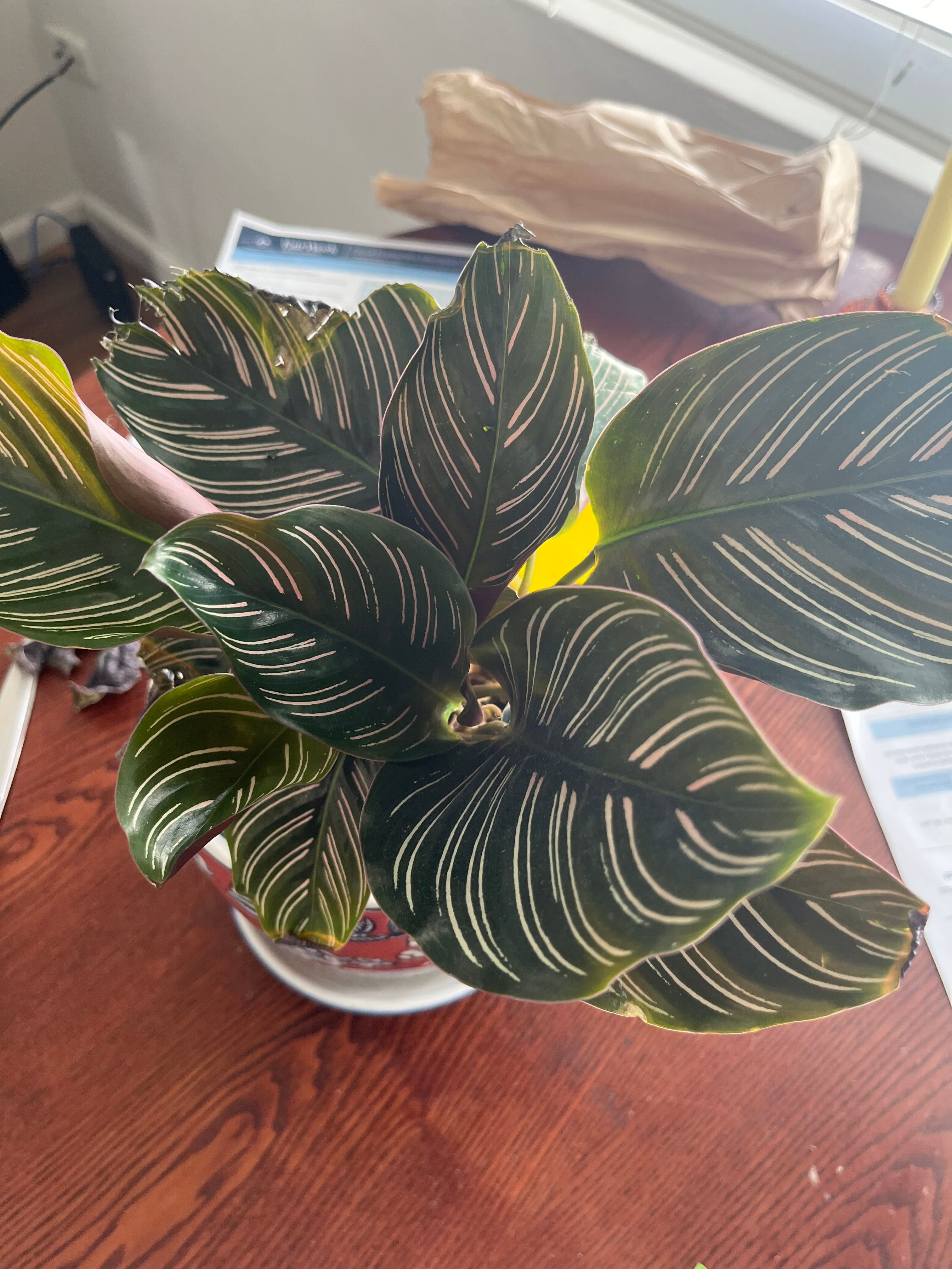 How to Care for Pinstripe Calathea: Mastering Water, Sunlight & More