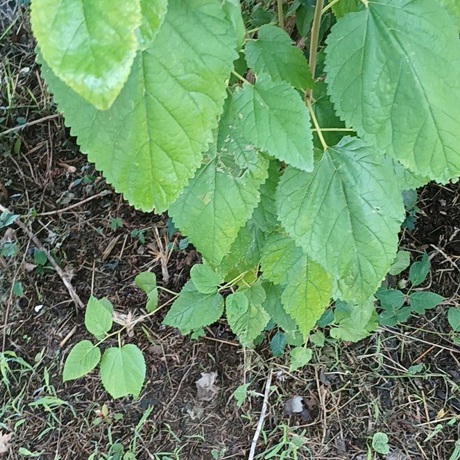 Kardashian | A plant by @MajorTropical on Greg