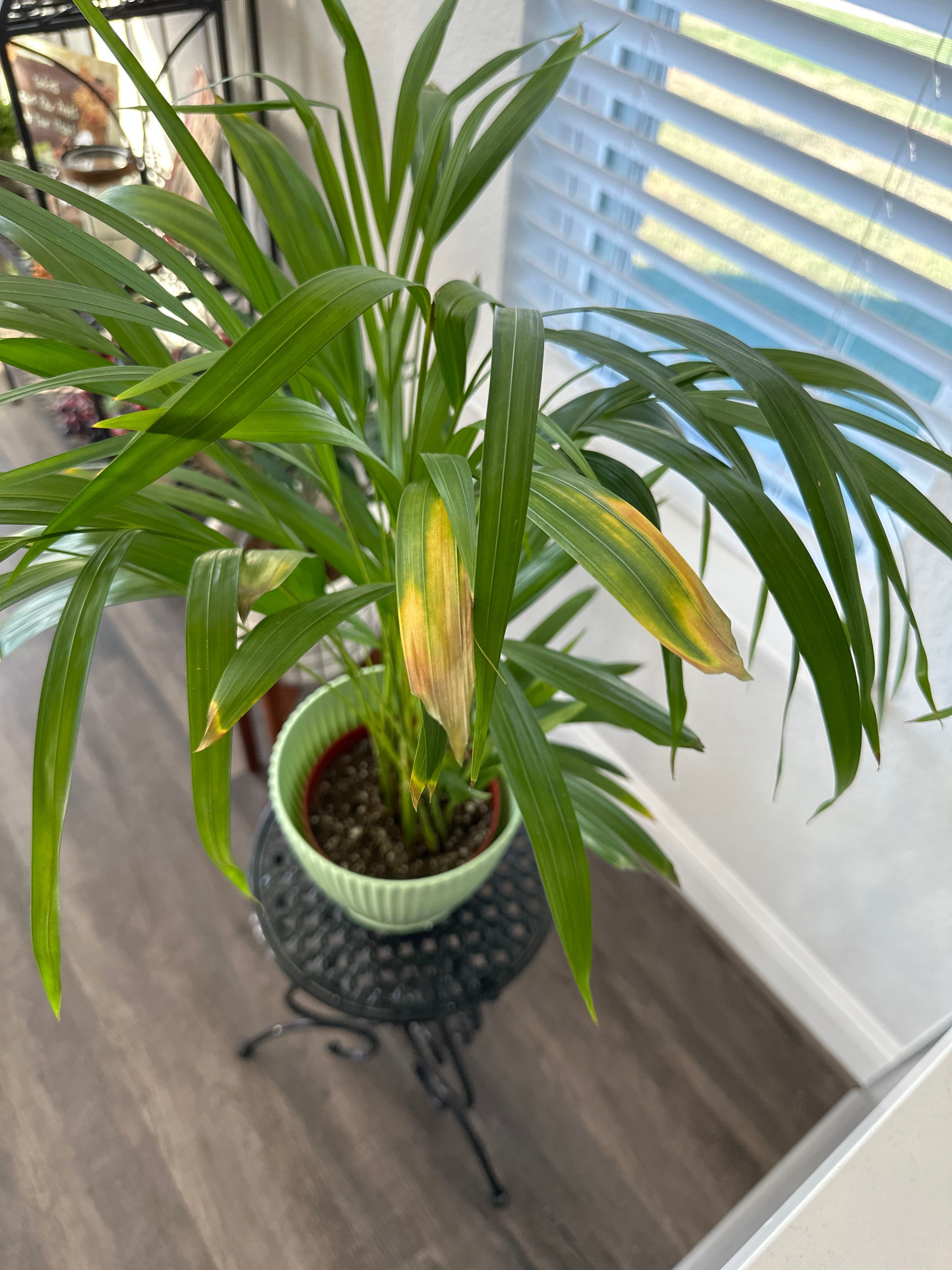 What You Should Know About Dypsis heteromorpha 🌴